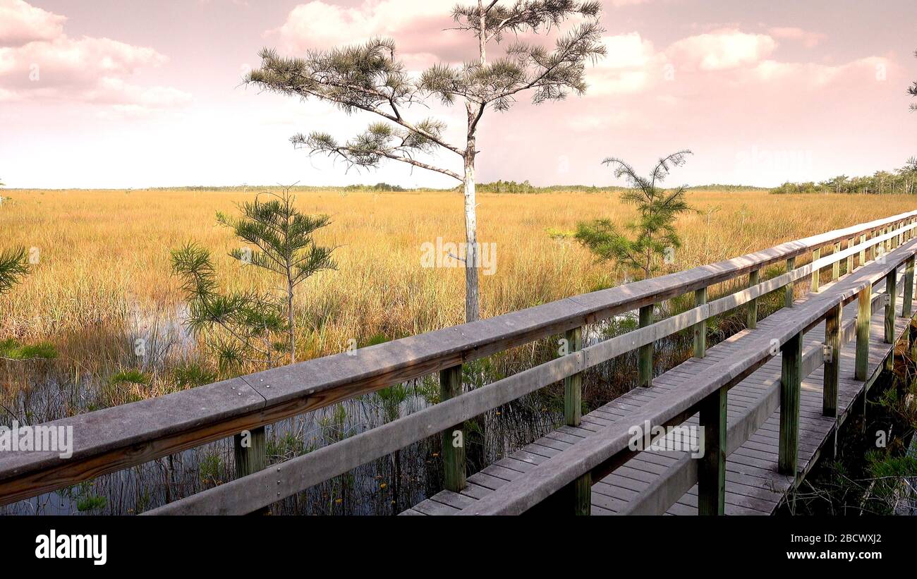 Amazing landscape in the Everglades of South USA Stock Photo - Alamy