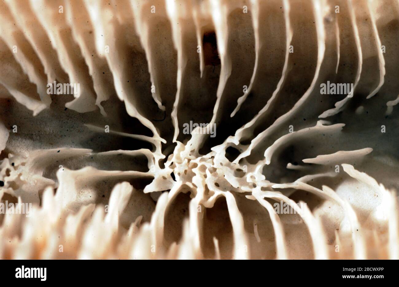 Mussa cerebriformis. 18 Nov 20141 Mussa cerebriformis Stock Photo - Alamy