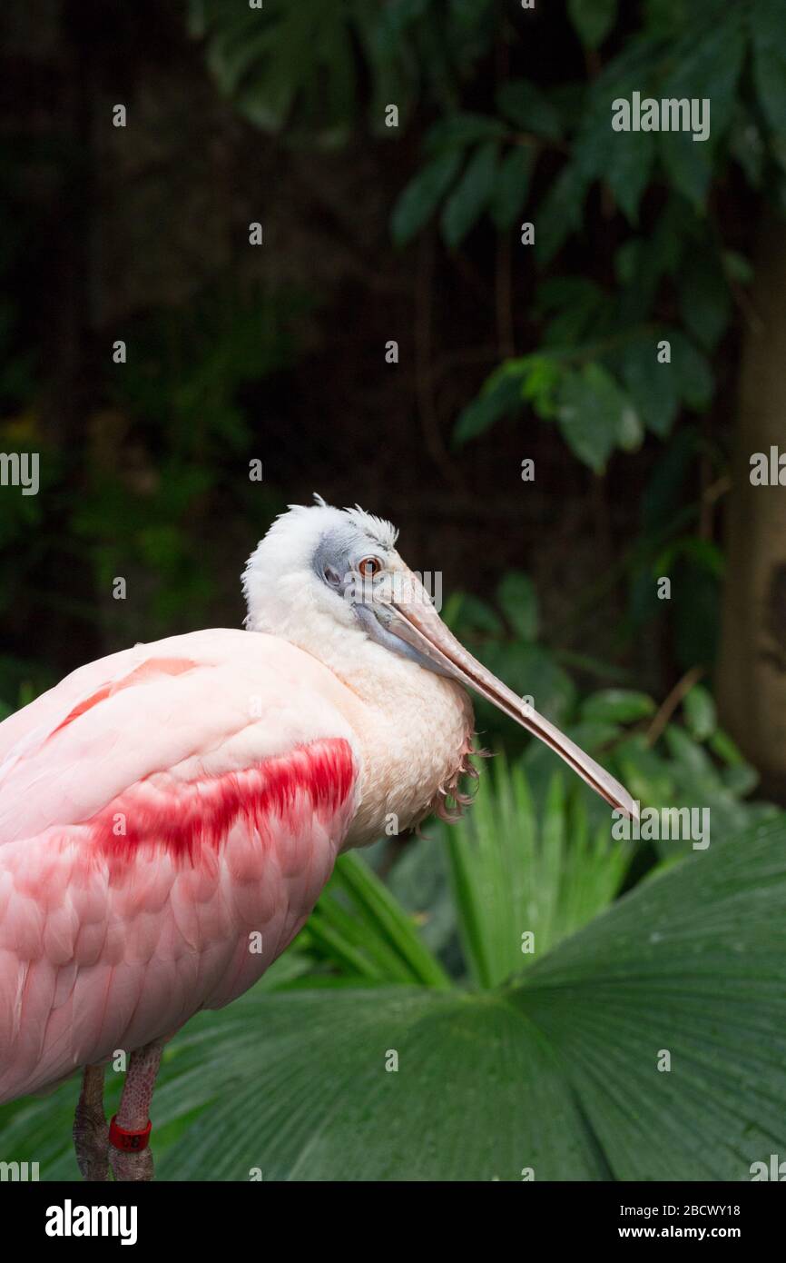 Roseate Spoonbill. Species: ajaja,Genus: Ajaia,Family ...