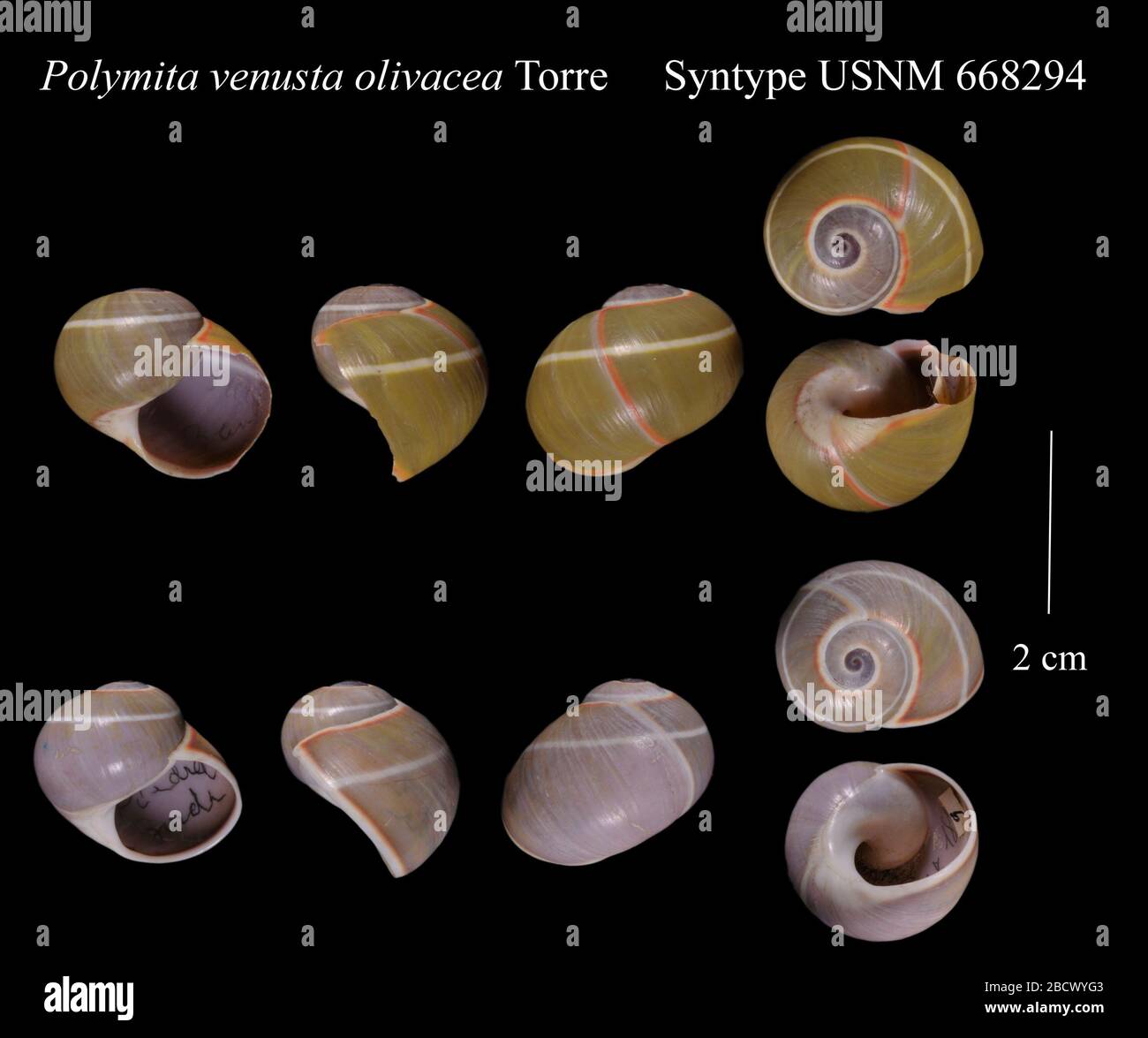 Polymita venusta olivacea. 12 Mar 20182 Polymita venusta olivacea Stock ...
