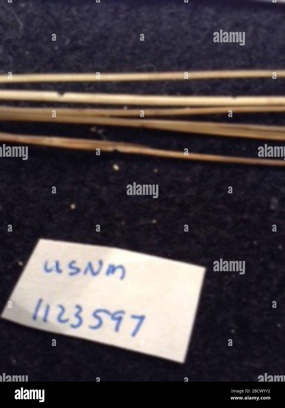 Onuphidae. Tubes are wrapped together at the base with string. Was this ...