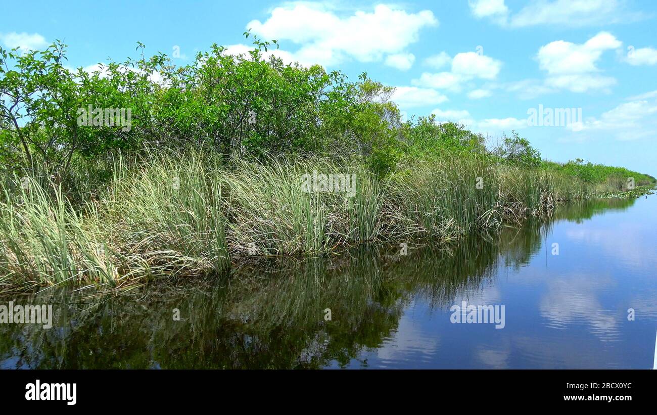 Amazing Airboat Ride through the Everglades of South USA Stock Photo ...