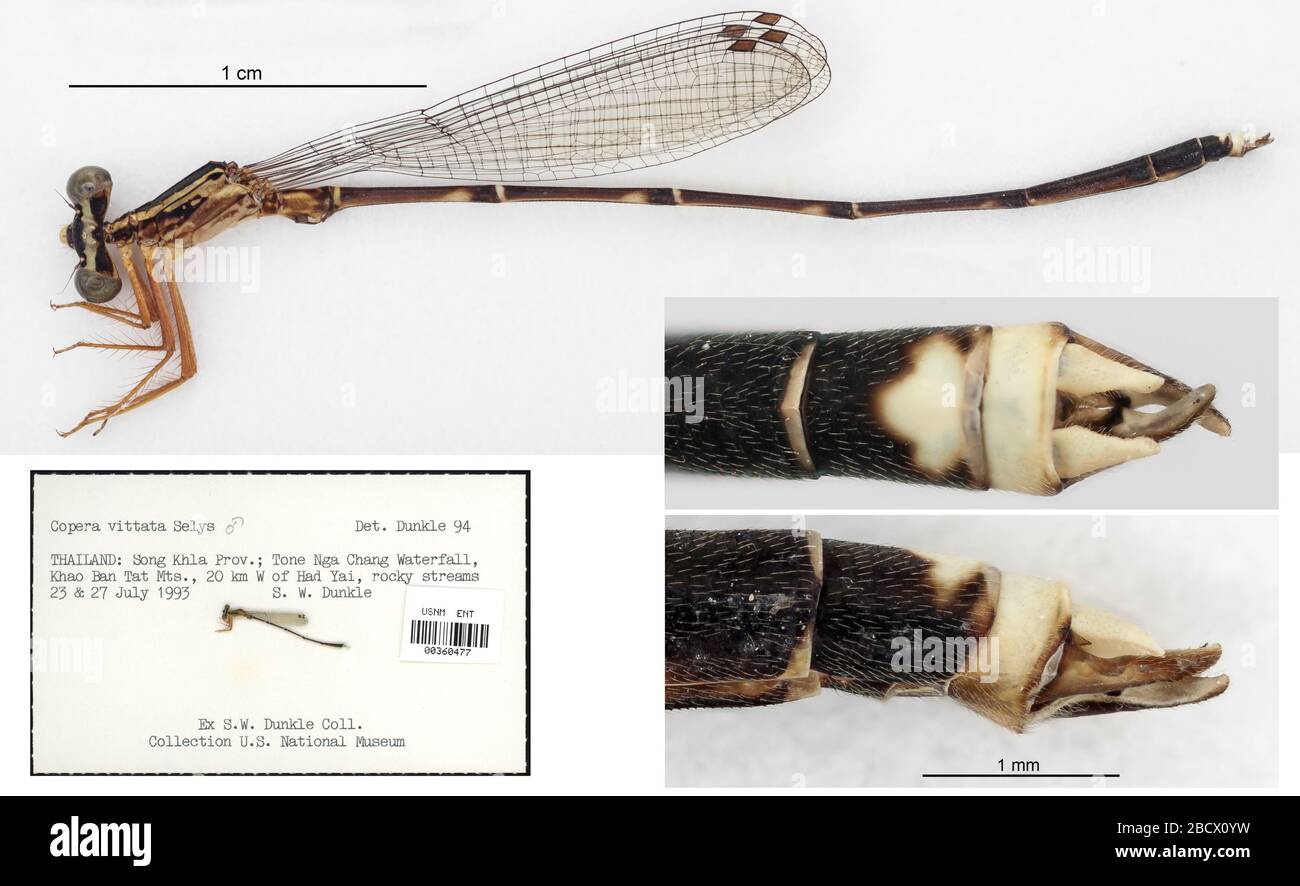 Copera vittata hi-res stock photography and images - Alamy