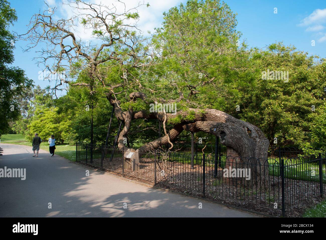 Fallen Leaning Japanese Pagoda Tree Styphnolobium Japonicum Royal ...