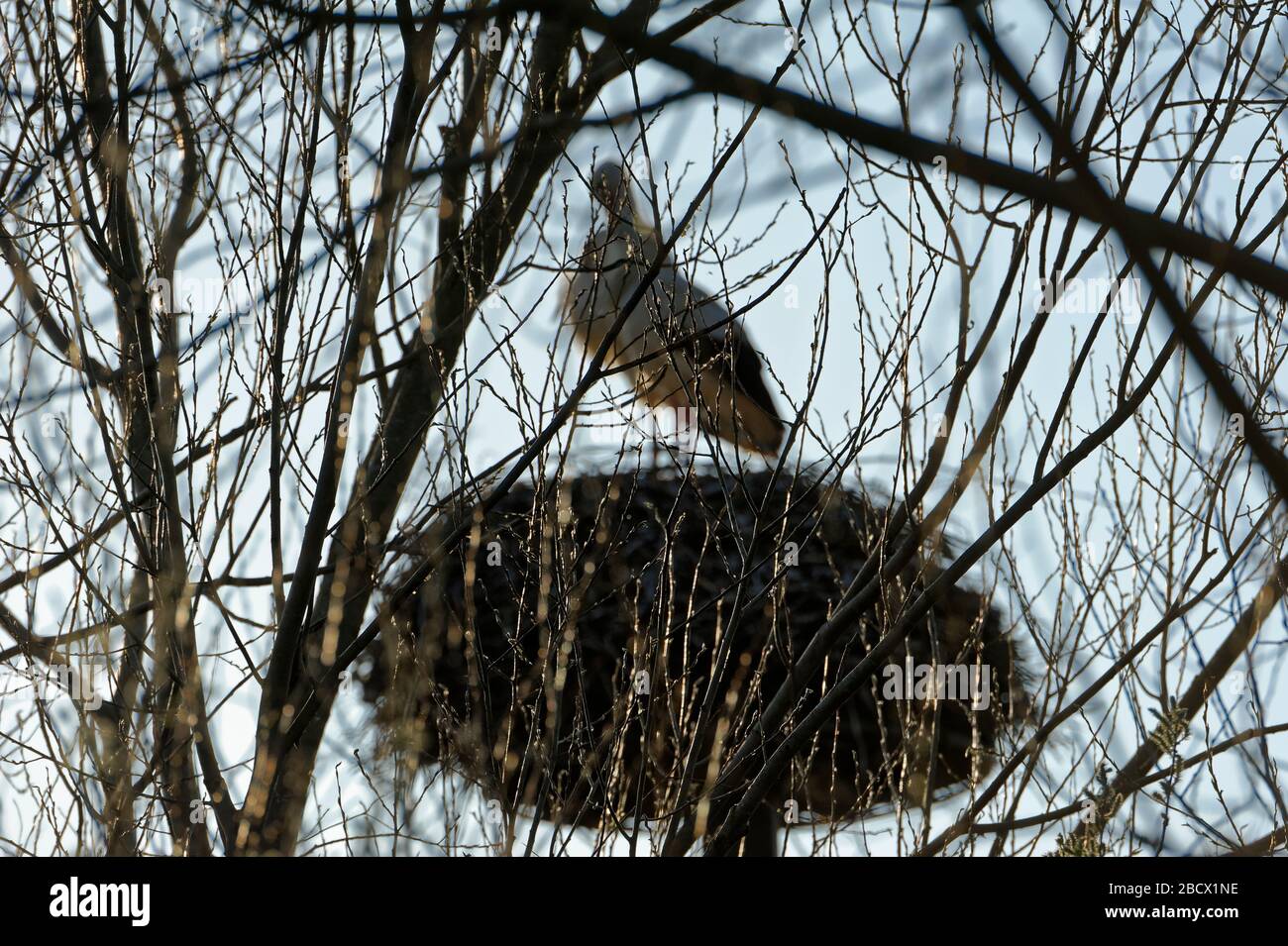 Storks (ciconiidae).In Alvesrode birds have their nesting places Stock ...