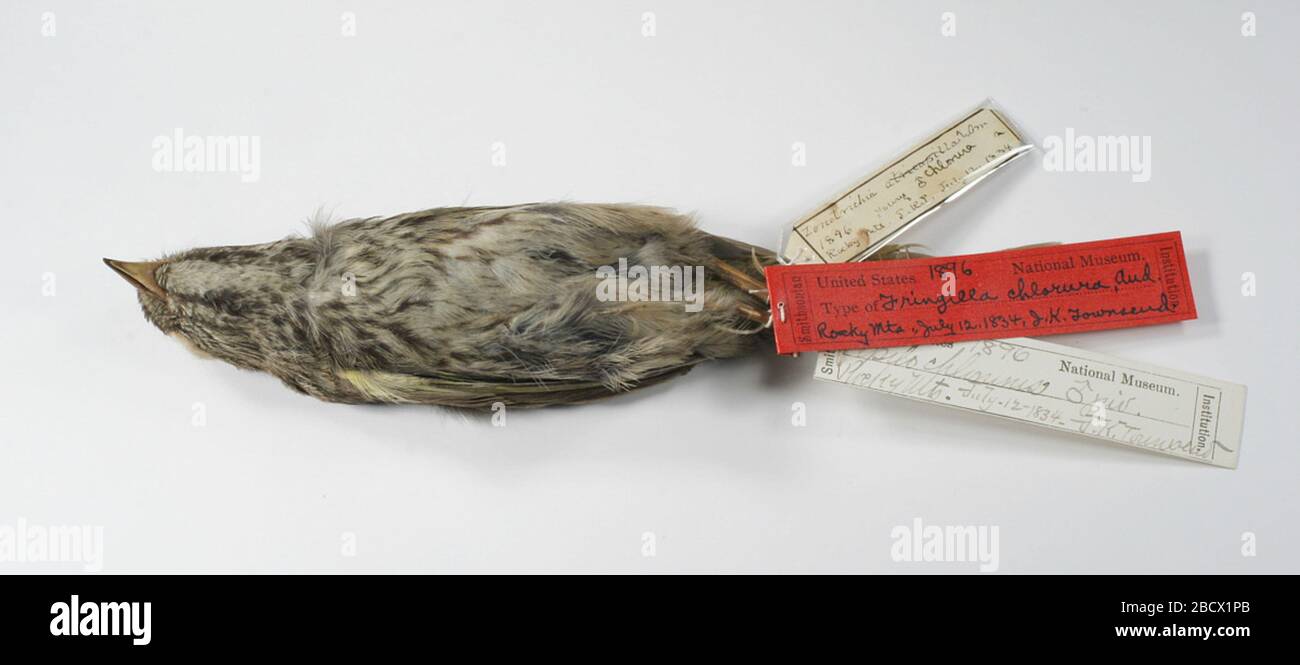 Pipilo chlorurus. 6 Nov 20191 Pipilo chlorurus Stock Photo - Alamy