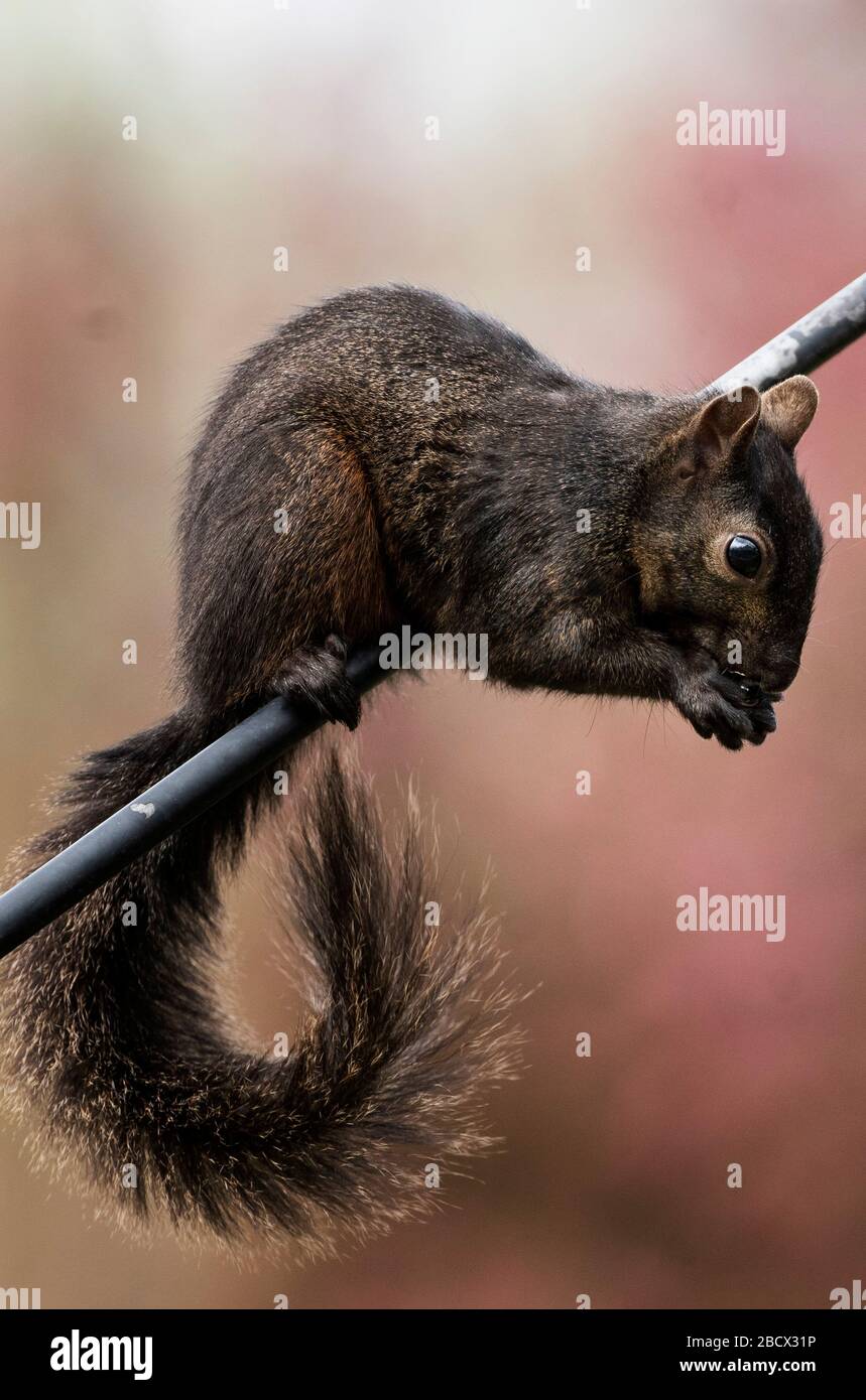 Seed eater hi-res stock photography and images - Alamy