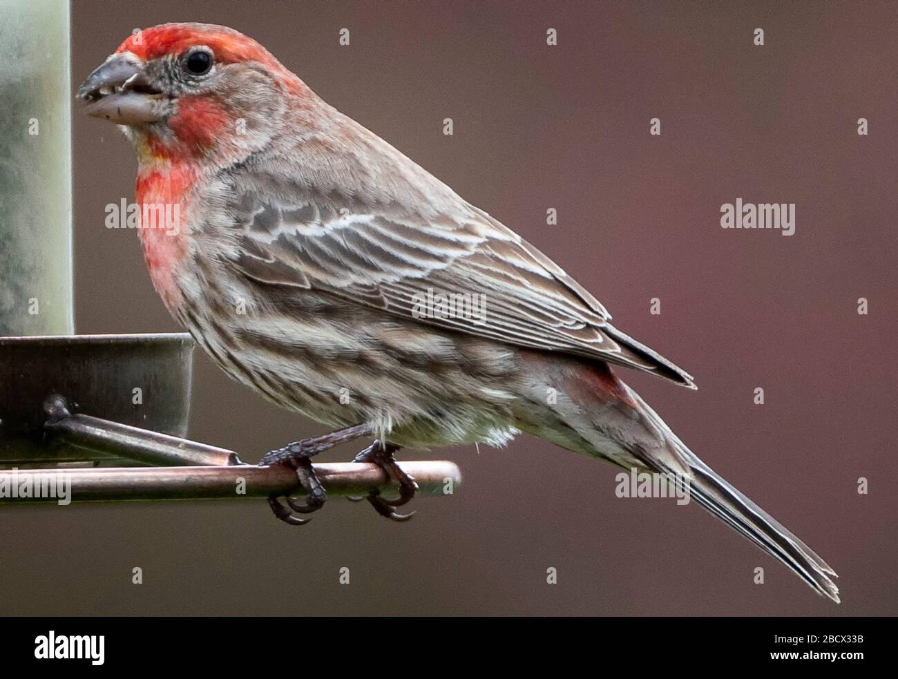Red chest hi-res stock photography and images - Alamy