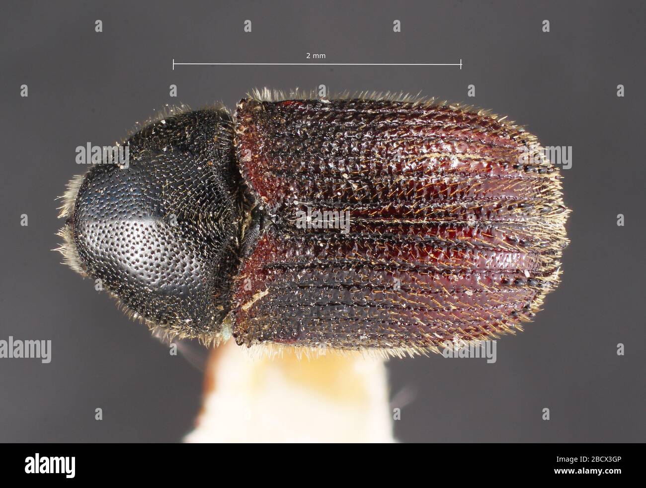 Phloeosinus neomexicanus. Label: 2317a hopk. u.s.6 Nov 20171 ...