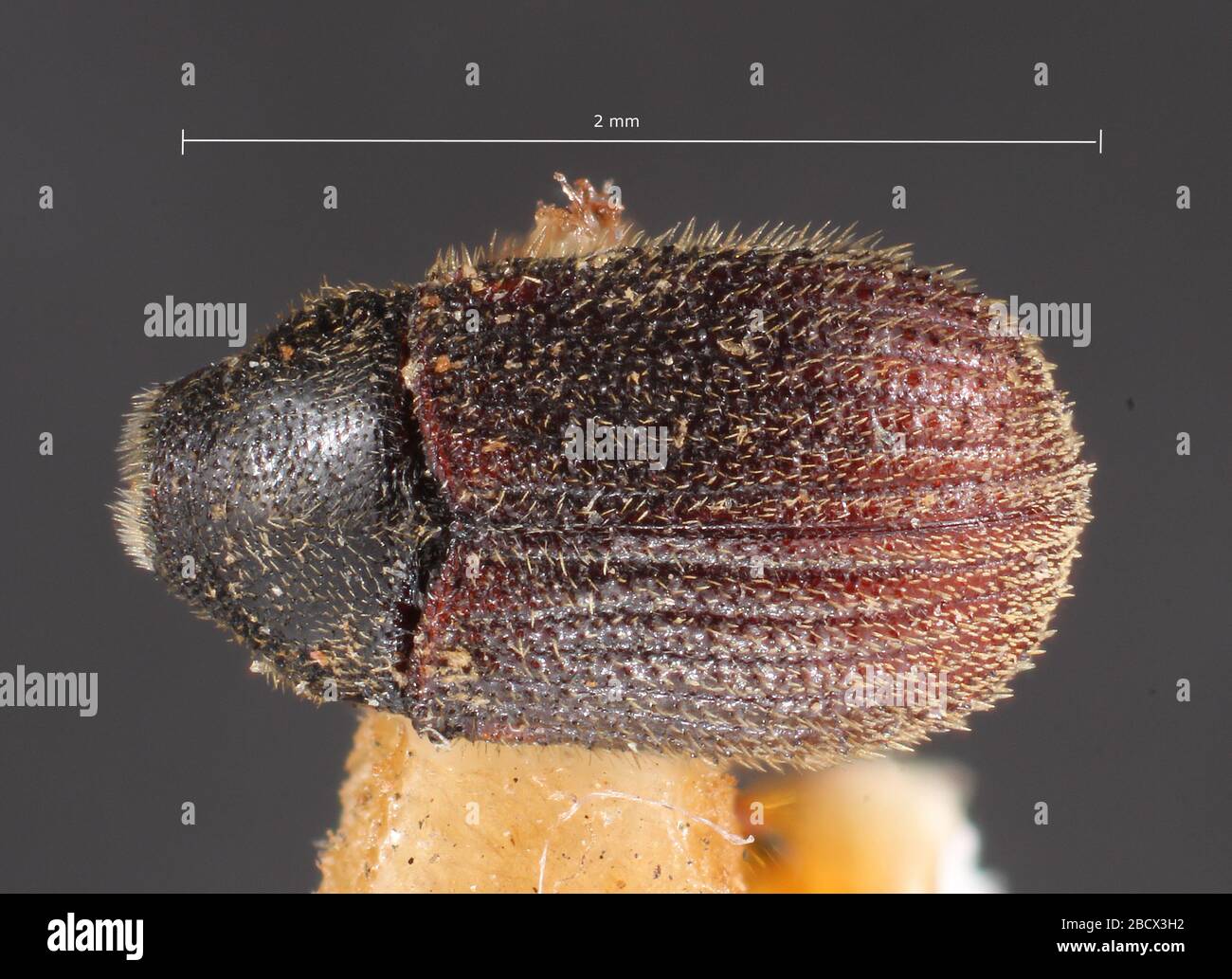 Phloeosinus hi-res stock photography and images - Alamy