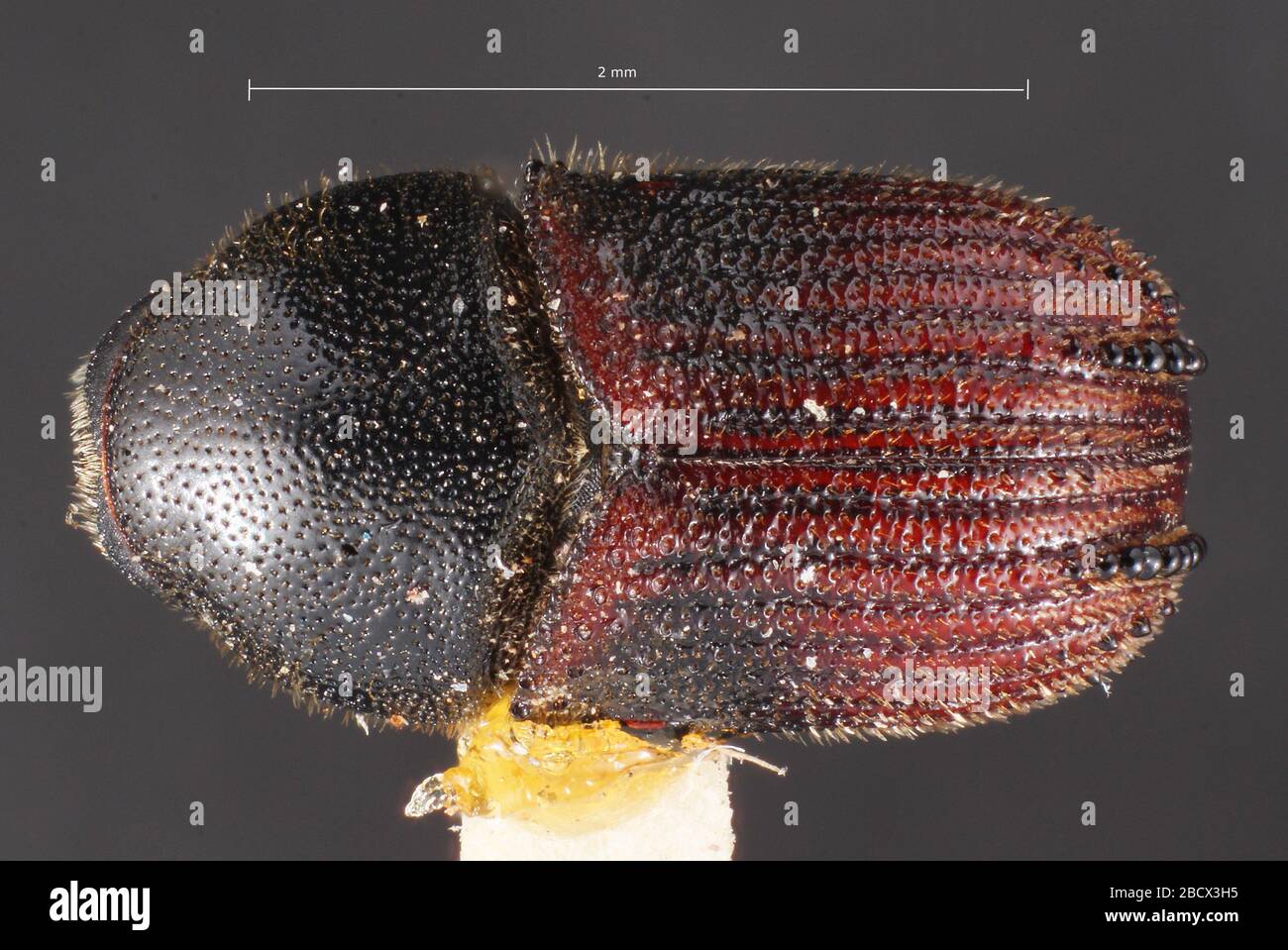 Phloeosinus chiricahua. Label: Cupressus arizonica / 8446 Nov 20171 ...
