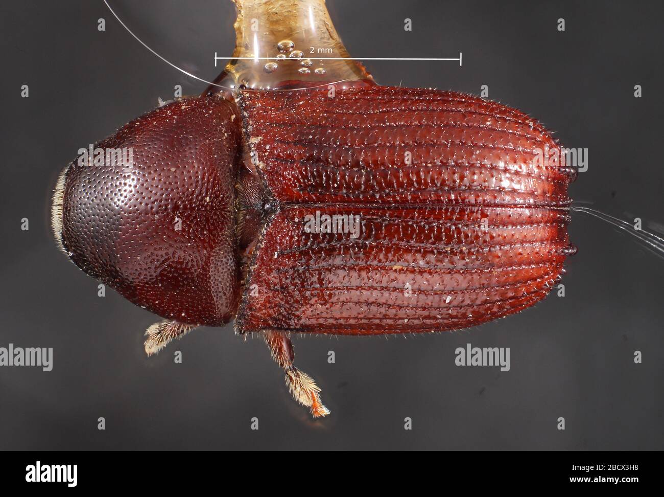 Sequoia bark beetle hi-res stock photography and images - Alamy