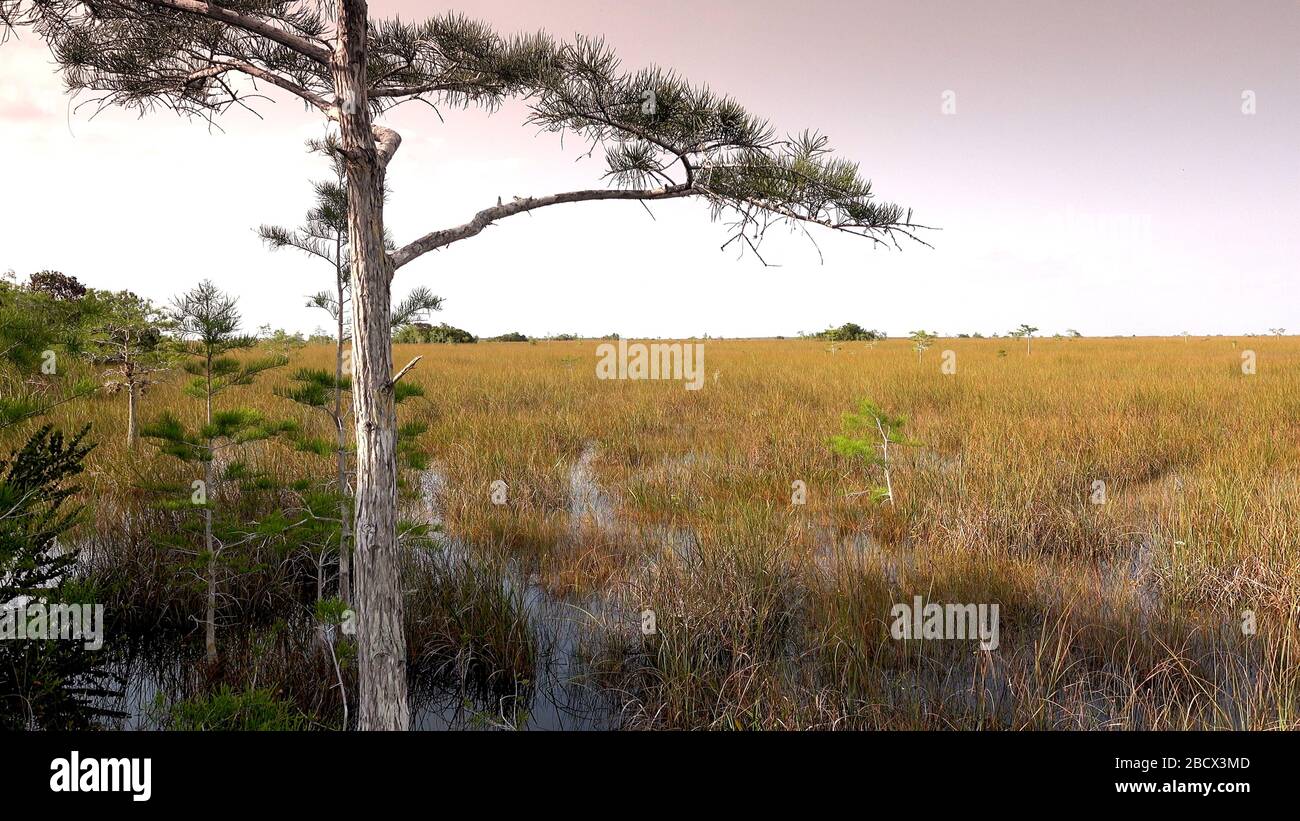 Amazing landscape in the Everglades of South USA Stock Photo - Alamy