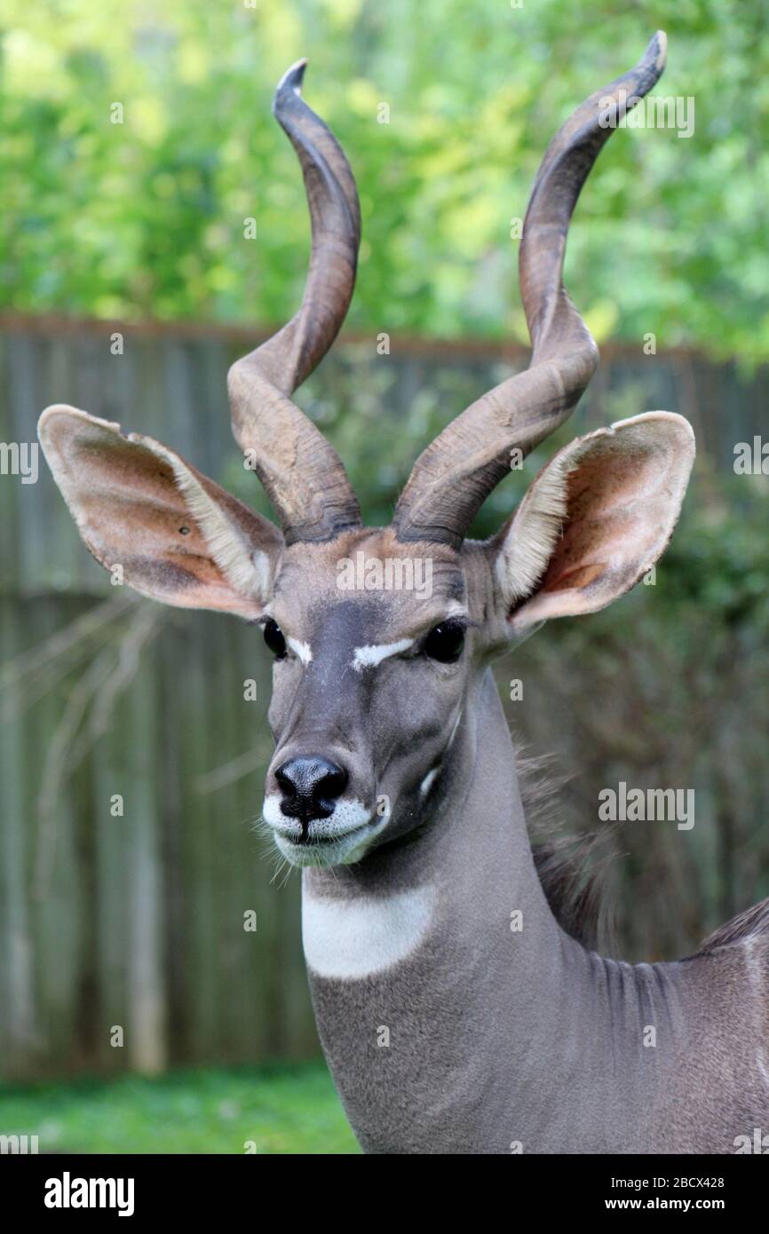 Lesser Kudu. Species: imberbis,Genus: Tragelaphus,Family: Bovidae,Order ...