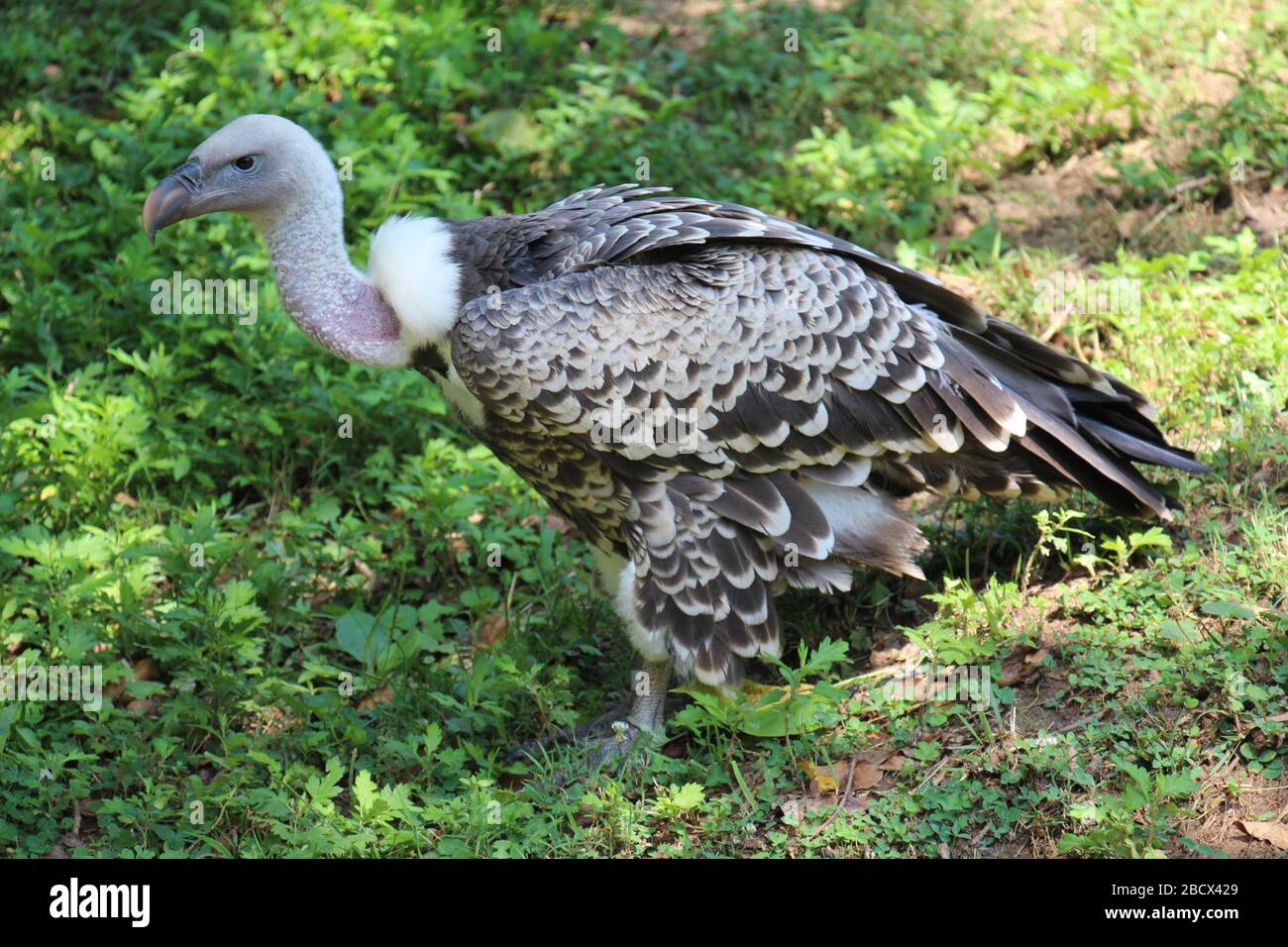 Ruppells Griffon Vulture. Species: rueppellii,Genus: Gyps,Family ...