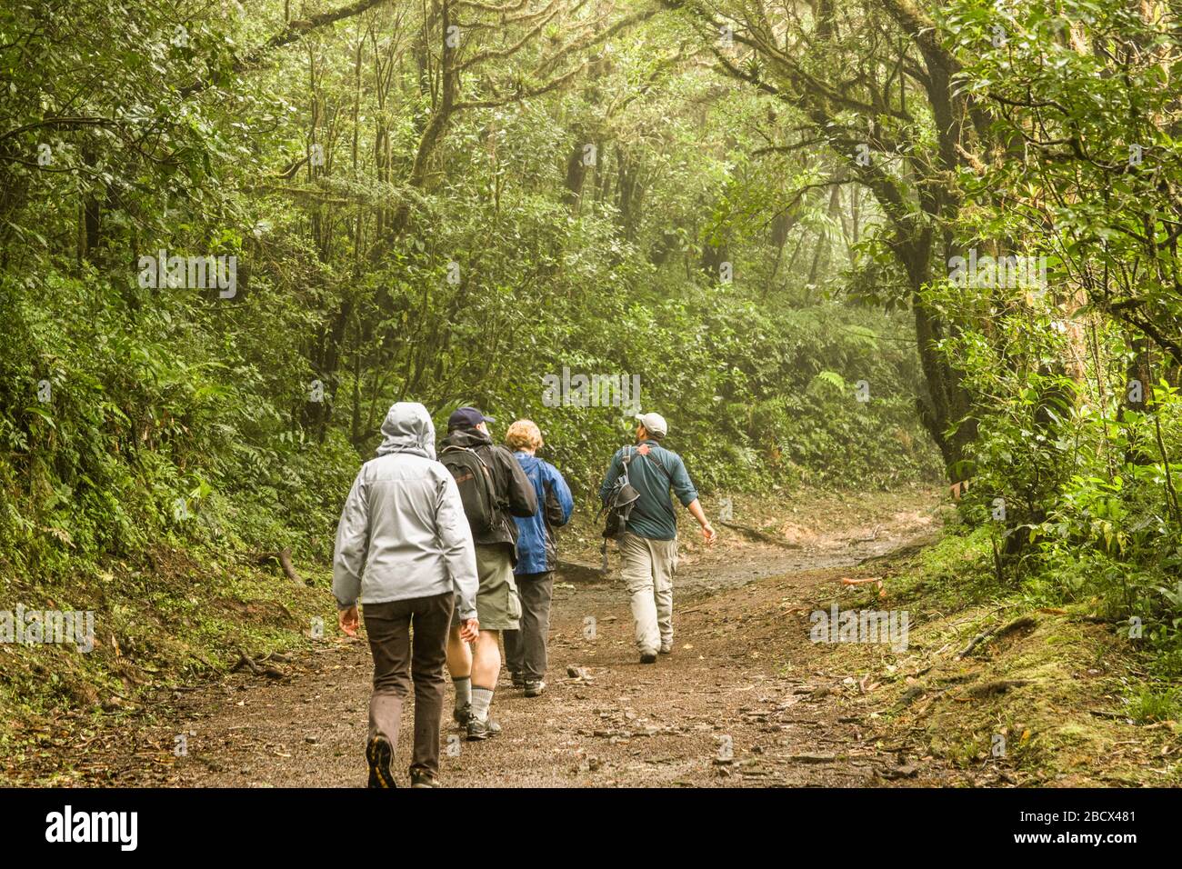 Monteverde National Park, Costa Rica. Group of tourists hiking in a ...