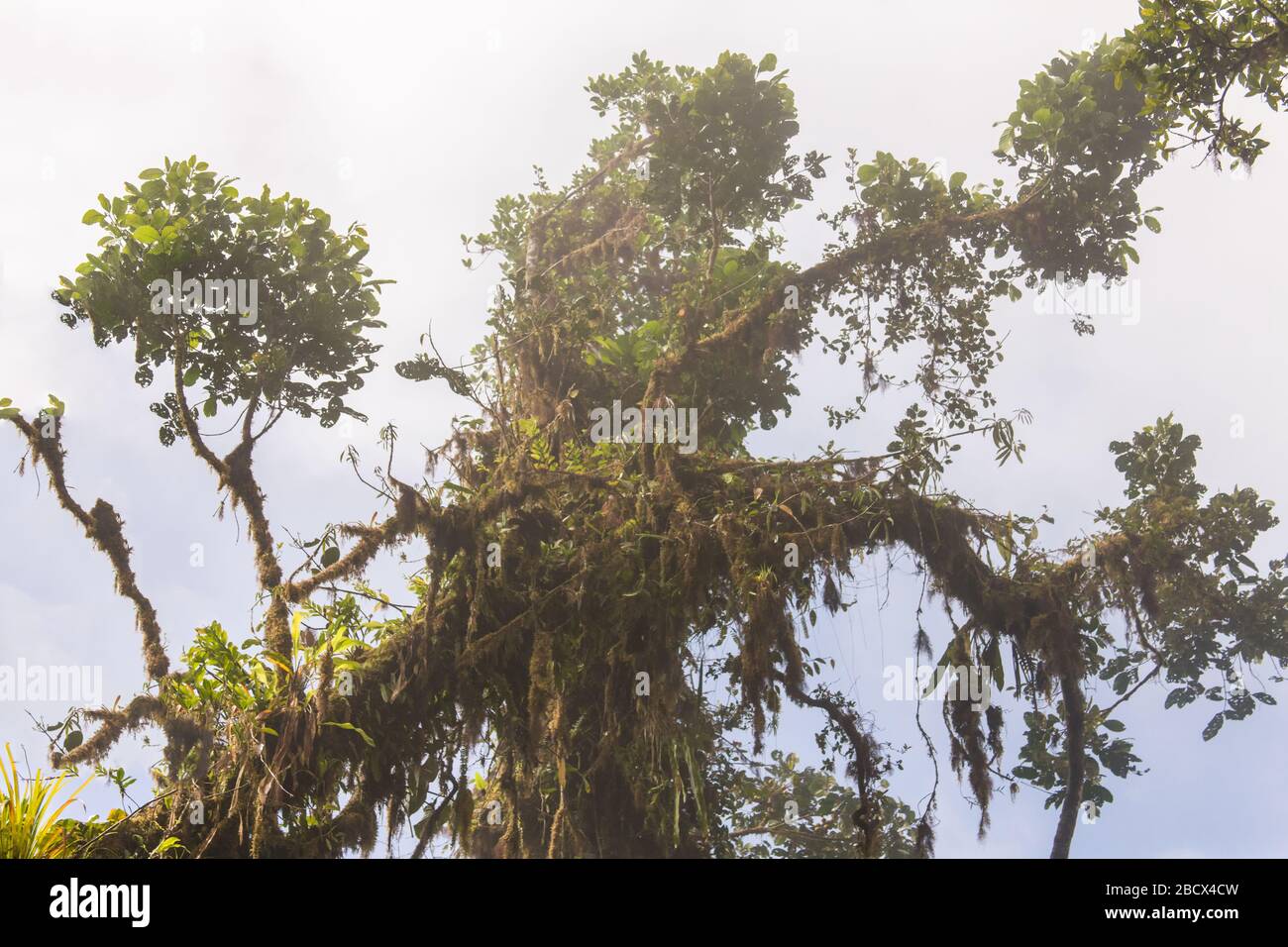 Tropical rainforest tree moss hi-res stock photography and images - Alamy