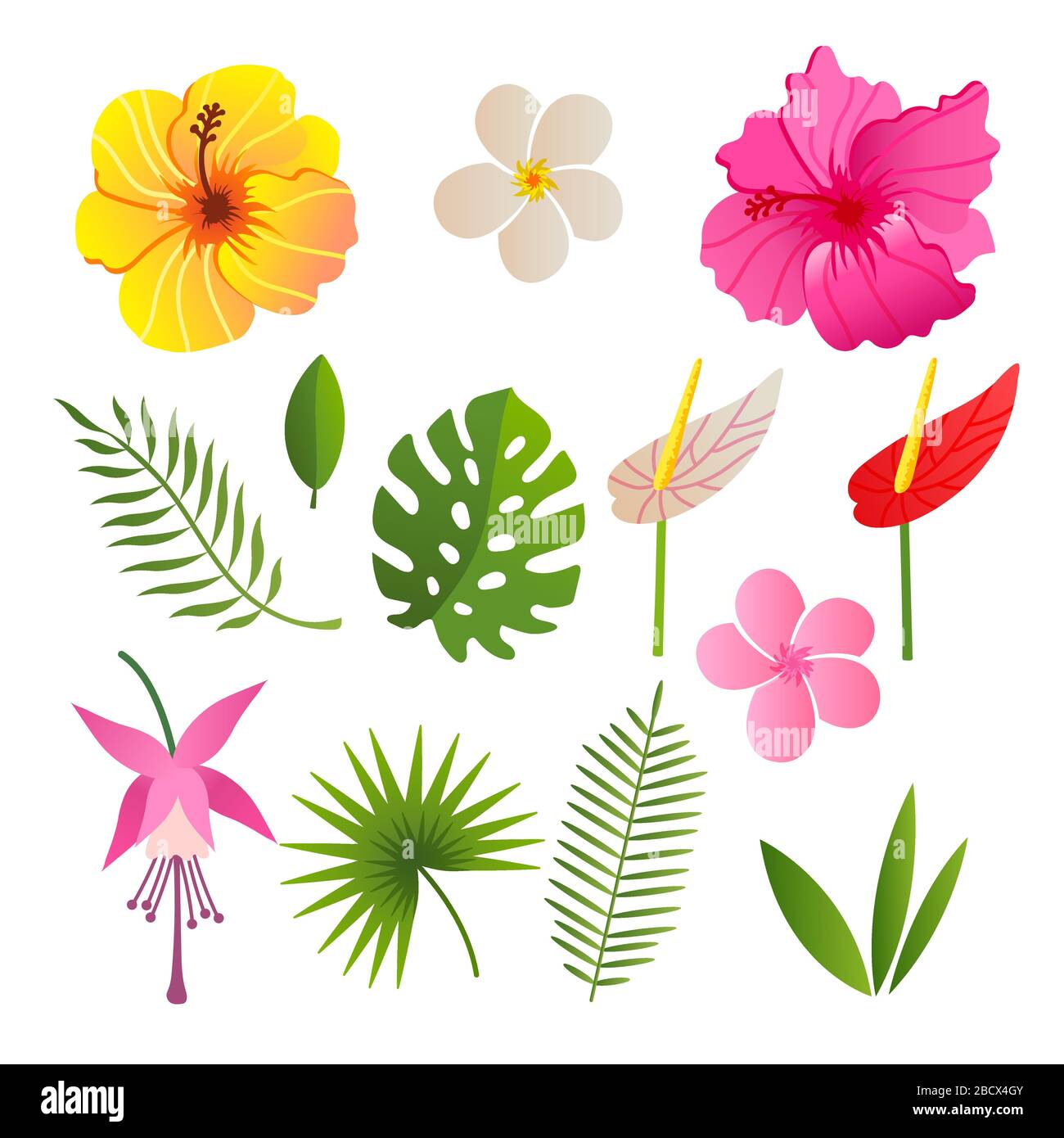 tropical elements of flowers and leaves vector illustration Stock ...