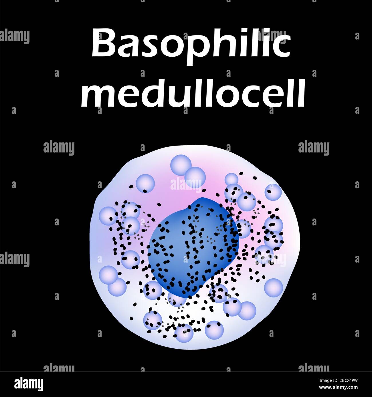 Basophil Diagram