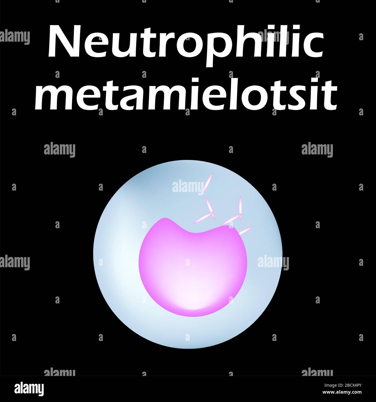 Neutrophils structure. Blood cell neutrophils. White blood cells ...