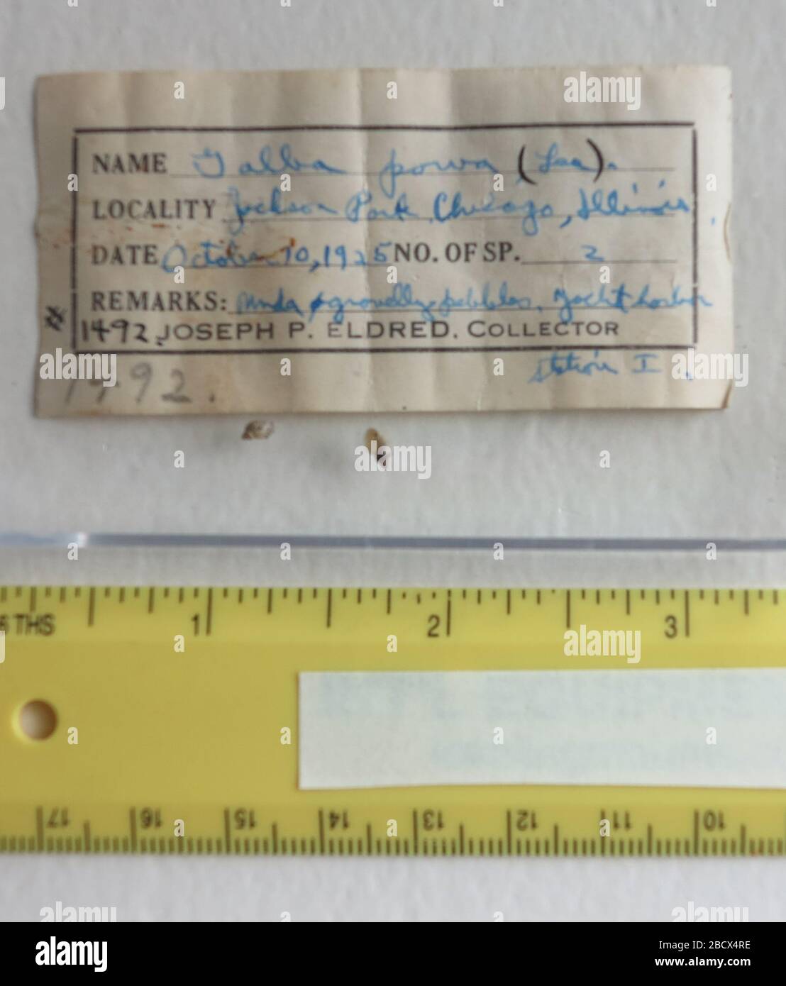 Fossaria parva. 22 Jan 20202 Fossaria parva Stock Photo - Alamy