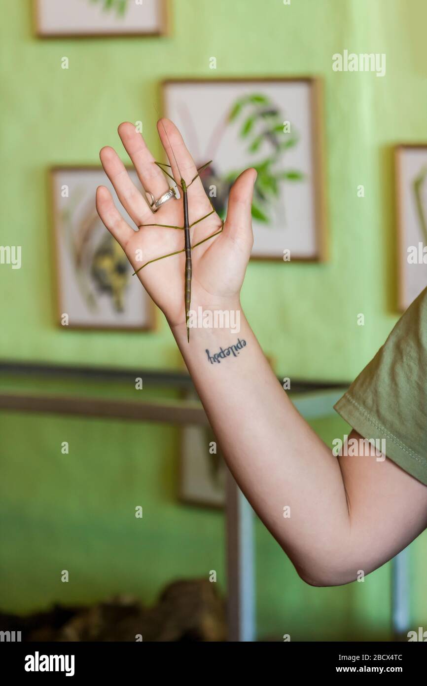 Monteverde butterfly museum hi-res stock photography and images - Alamy