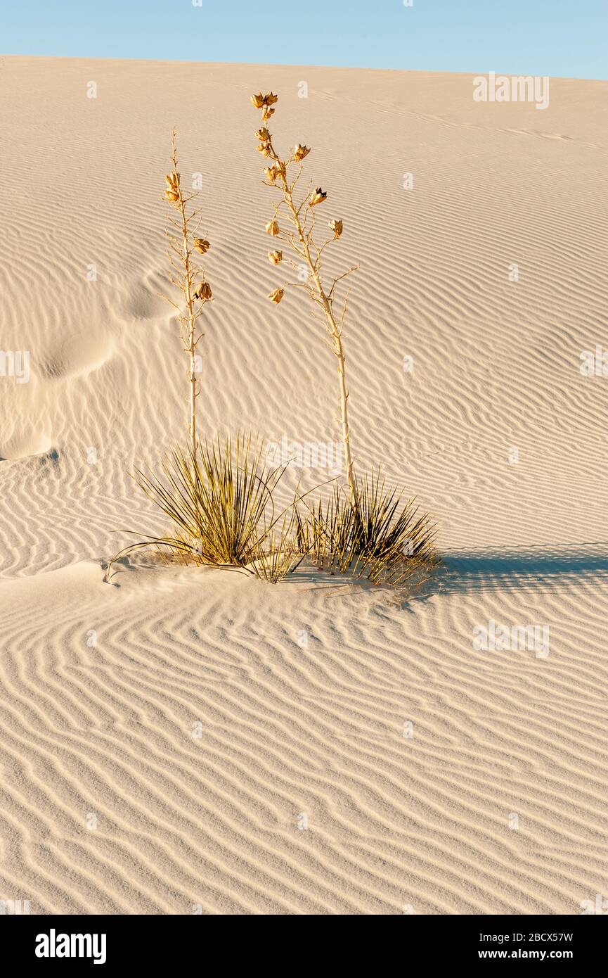 Yucca plant (Yucca elata) with dry opened seed pods, White Sands ...