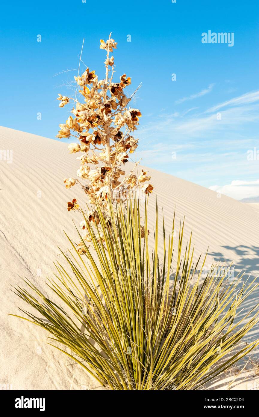 Yucca plant (Yucca elata) with dry opened seed pods, White Sands ...