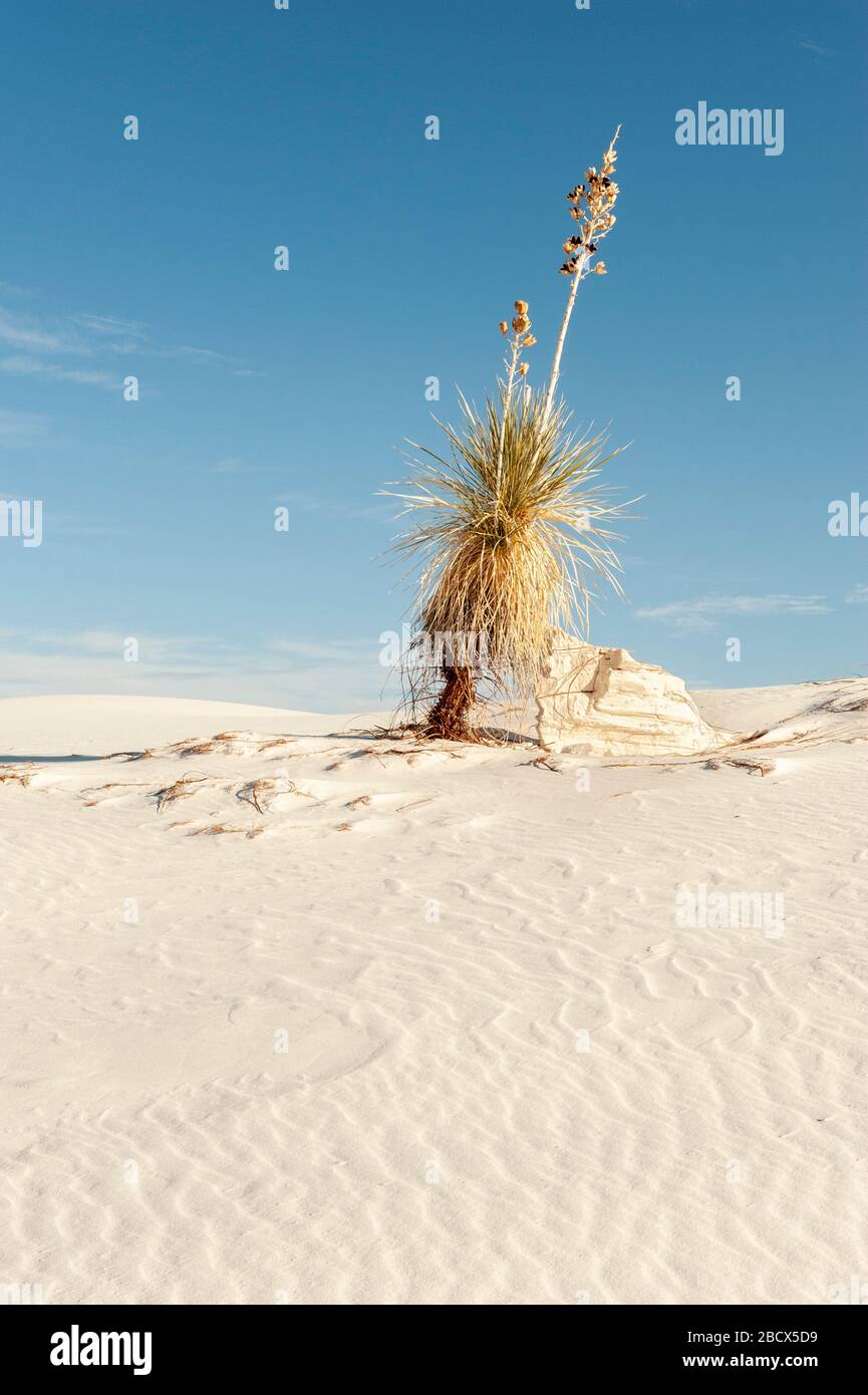 Yucca plant (Yucca elata) with dry opened seed pods, White Sands ...