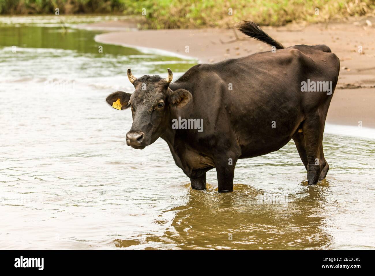 Free-range cow standing in a river to cool off near Tortuguero, Costa ...