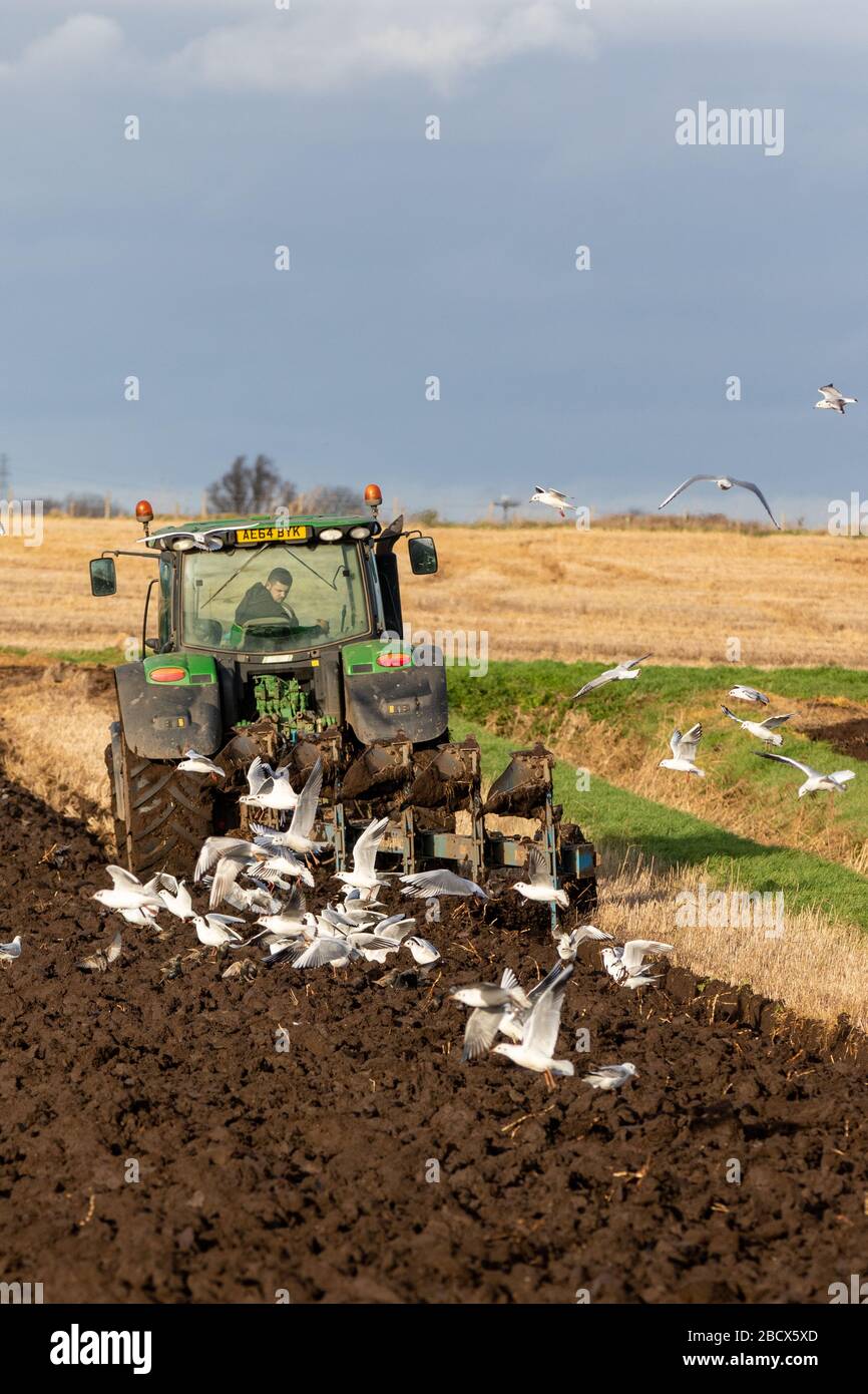 John Deere Tractor Ploughing and Gulls Scavenging Stock Photo - Alamy