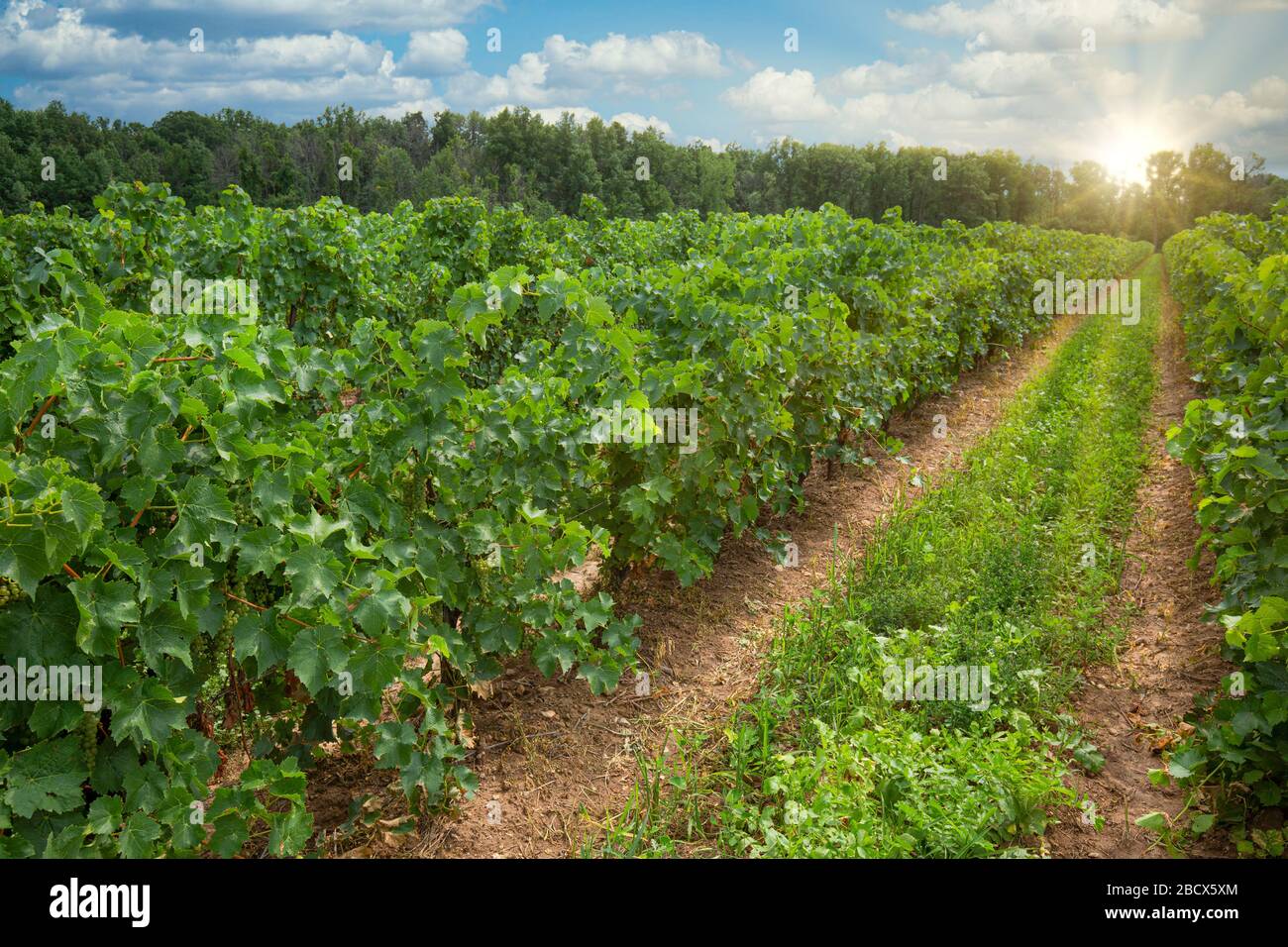 Niagara on the Lake Grape fields that produce famous Ontarian wine and ...