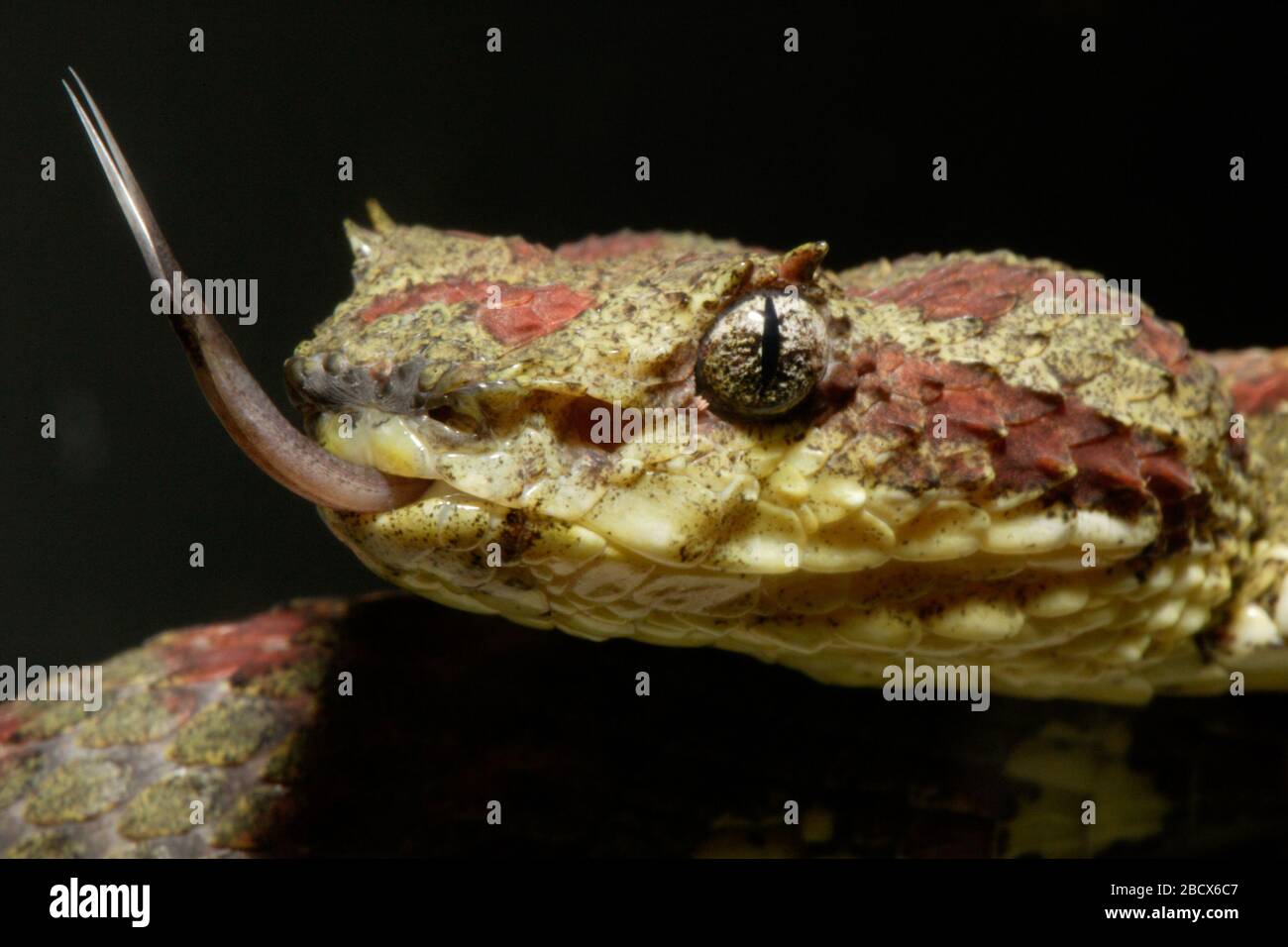 Bothriechis schlegelii species hi-res stock photography and images - Alamy