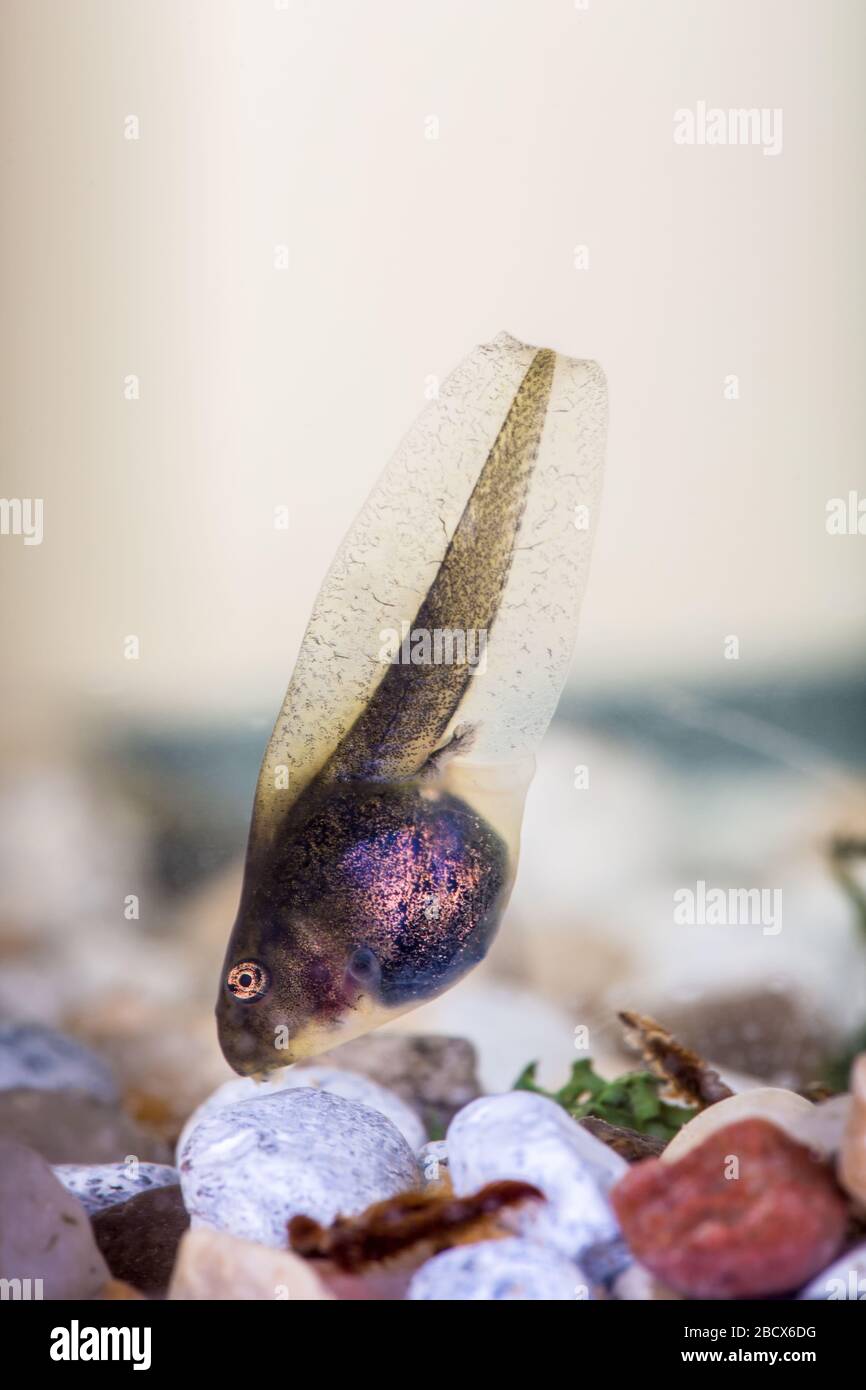 Amphibian life cycle hi-res stock photography and images - Alamy