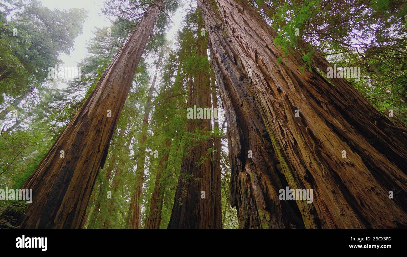 The Giant red Cedar trees at Redwoods National Park - travel ...