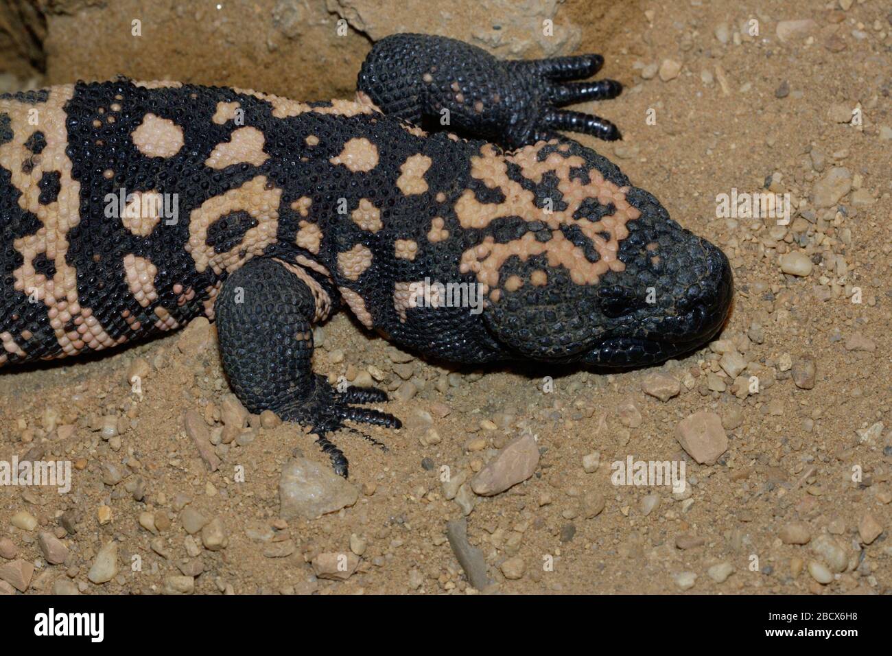 Gila Monster. Species: suspectum,Genus: Heloderma,Family ...