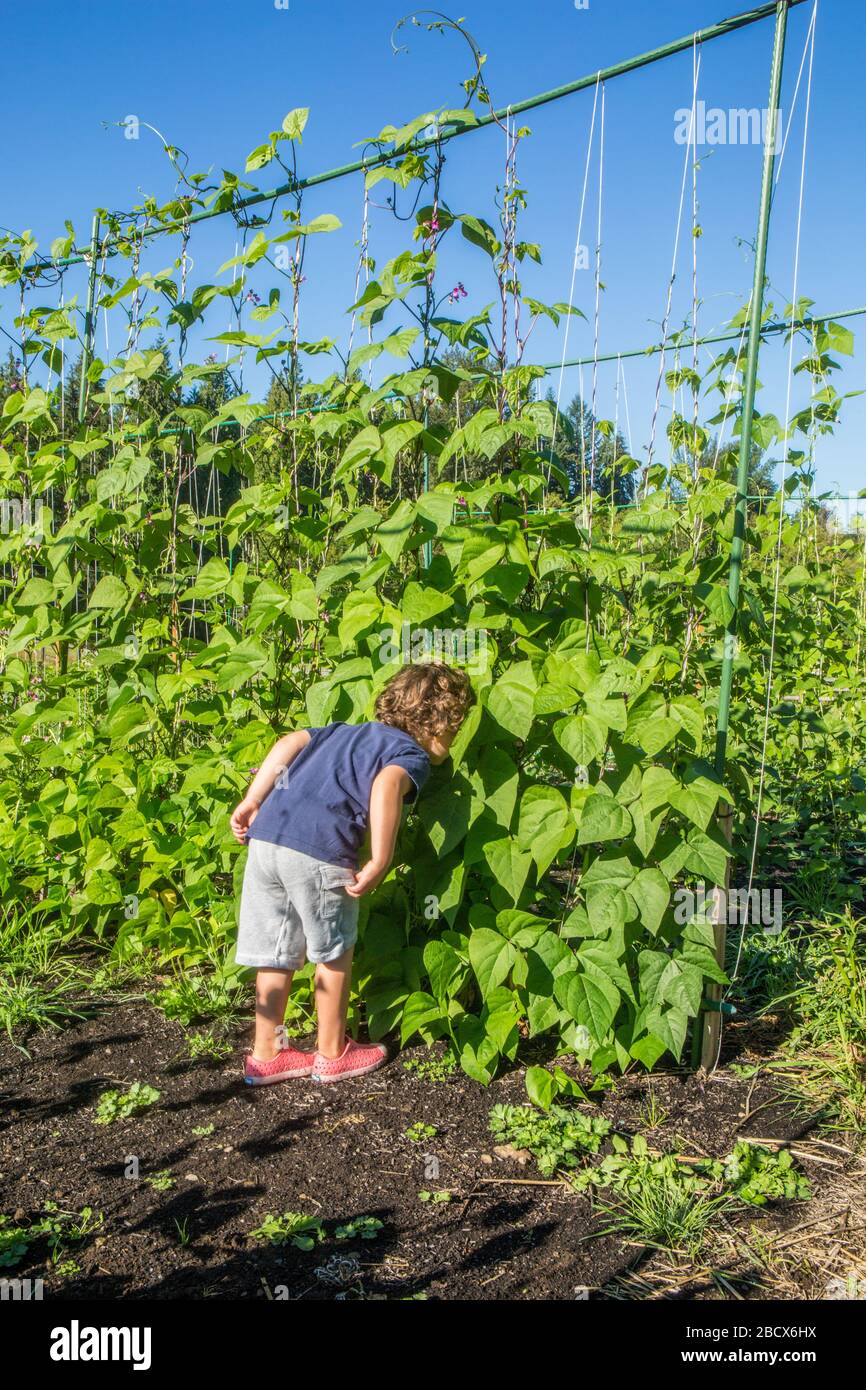 Four year old boy trying to find some green bean pods in Maple Valley ...