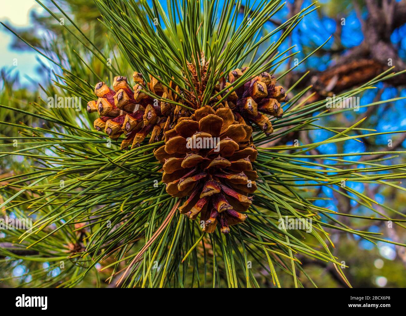 Pinecone nature pinetree hi-res stock photography and images - Alamy