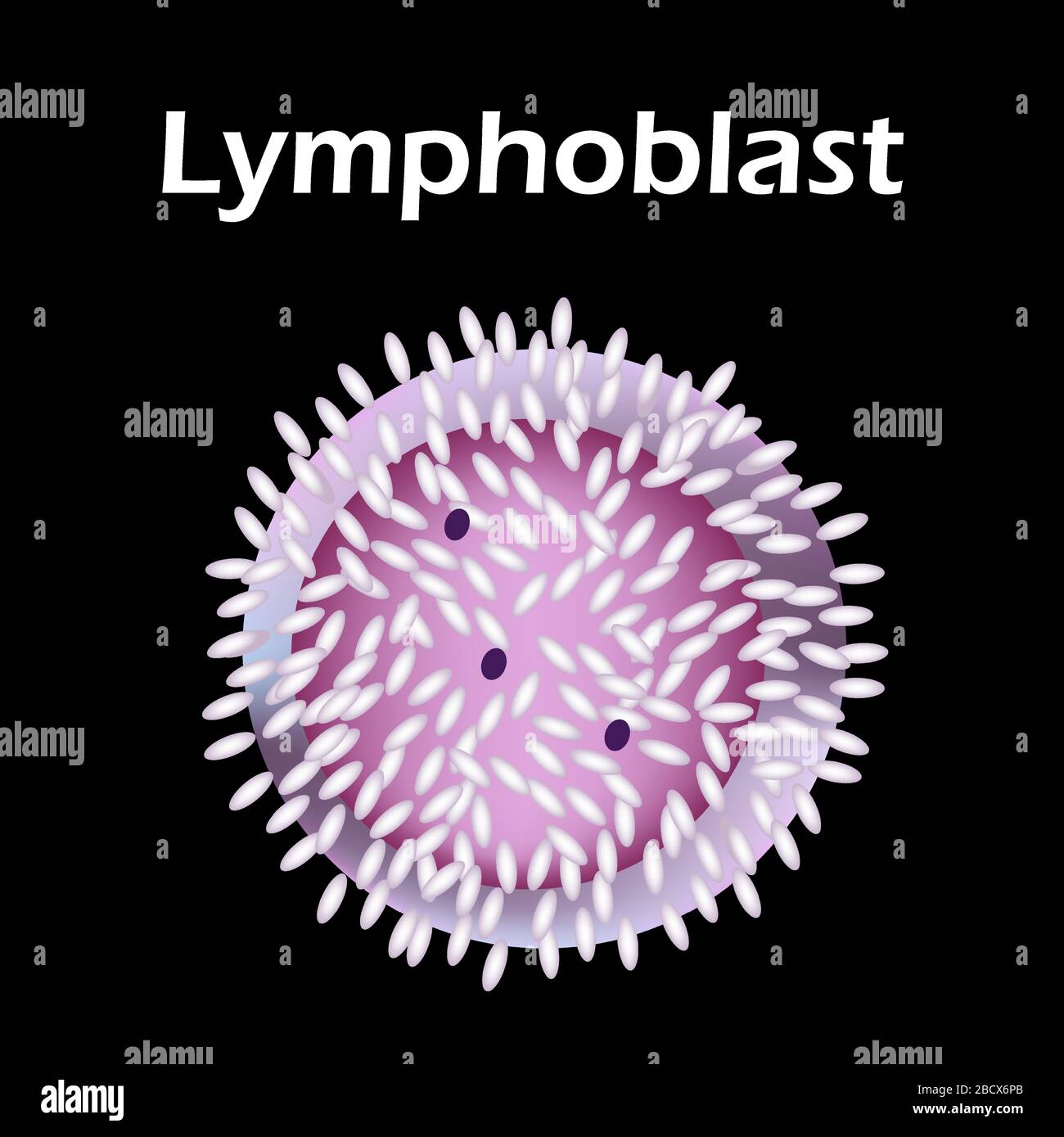 Lymphocytes Diagram