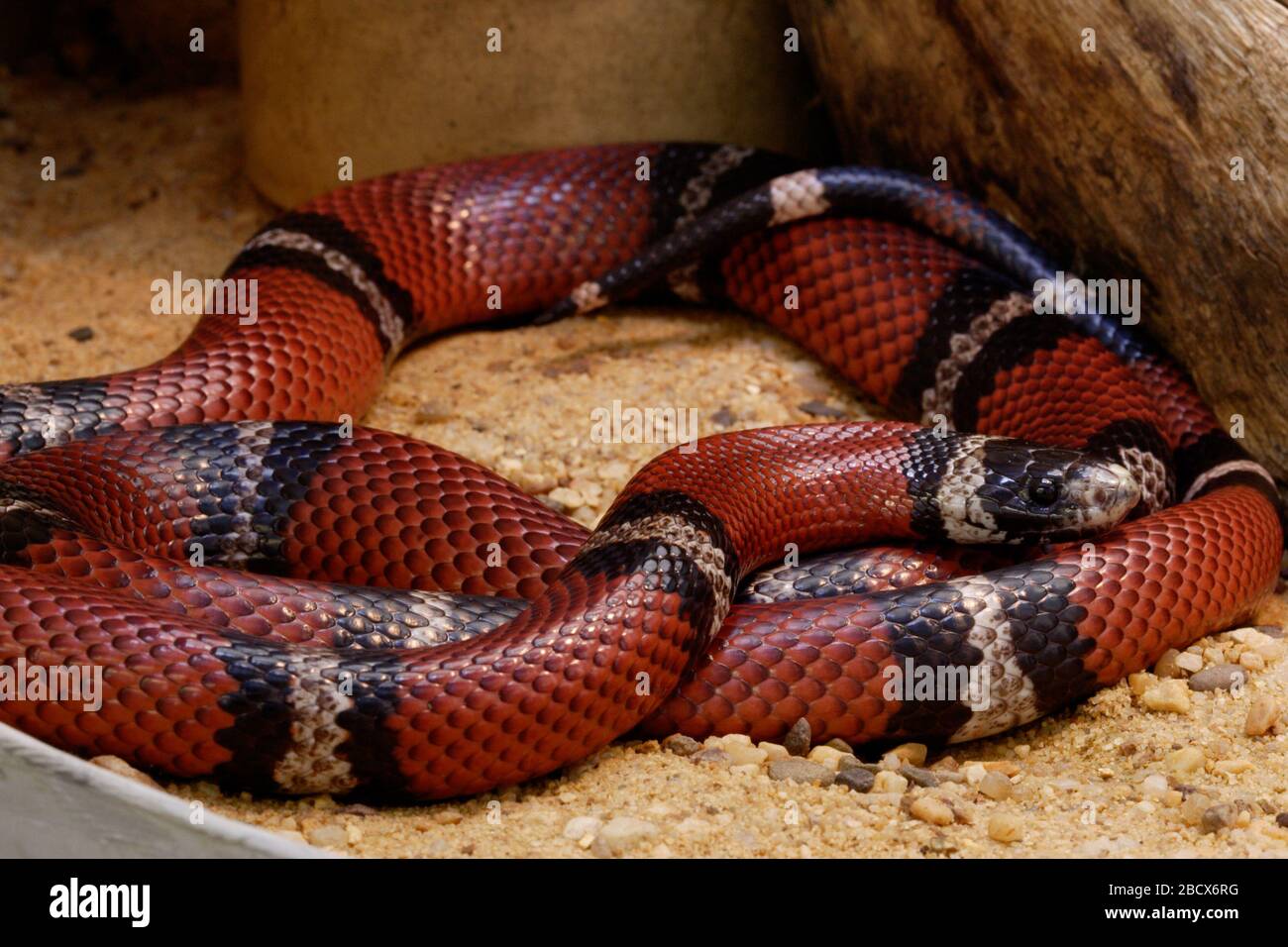 Sinaloan Milksnake. Species: triangulum,Genus: Lampropeltis,Family ...