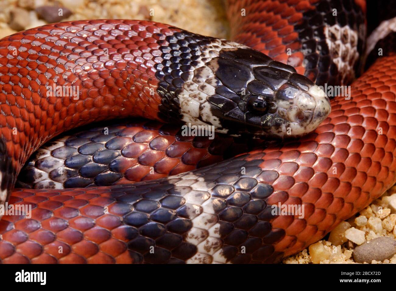 Sinaloan Milksnake. Species: triangulum,Genus: Lampropeltis,Family ...