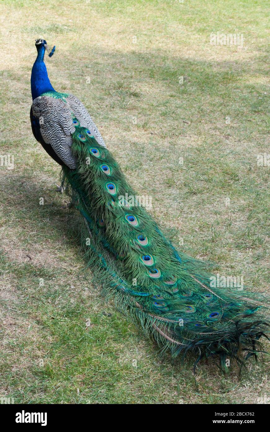 Peacock Peachen Peafowl under Tree Shade Resting in Royal Botanic ...
