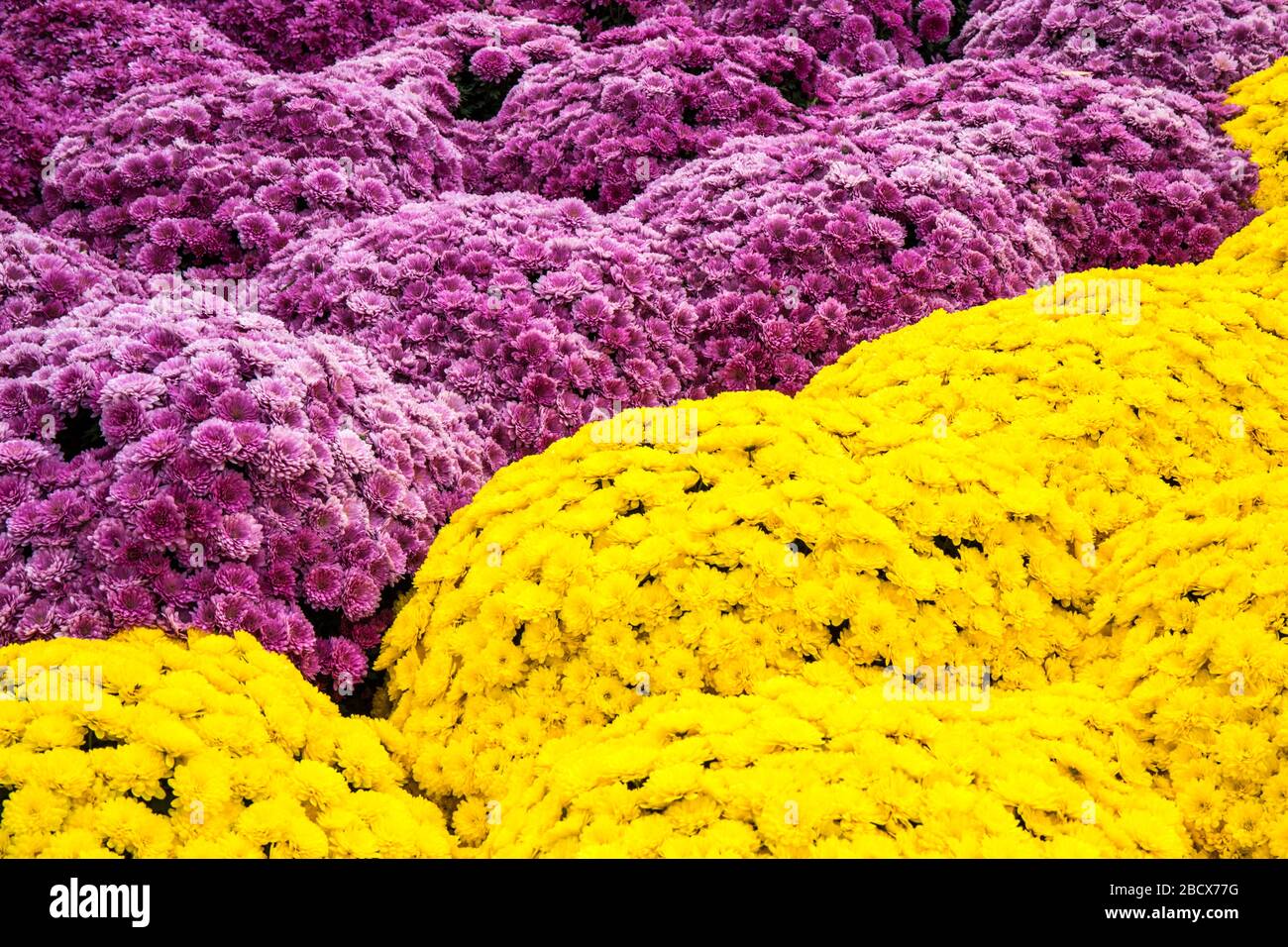 A display of more than 3,000 mums fill the Conservatory's outdoor ...