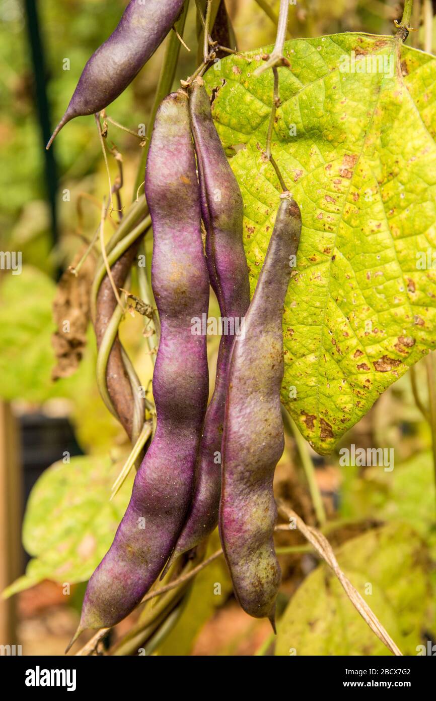 Violet Podded Stringless pole beans left to have the pods dry on the ...