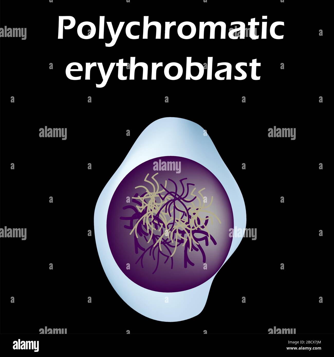 The structure of the erythrocyte. Erythrocyte blood cell. The structure ...
