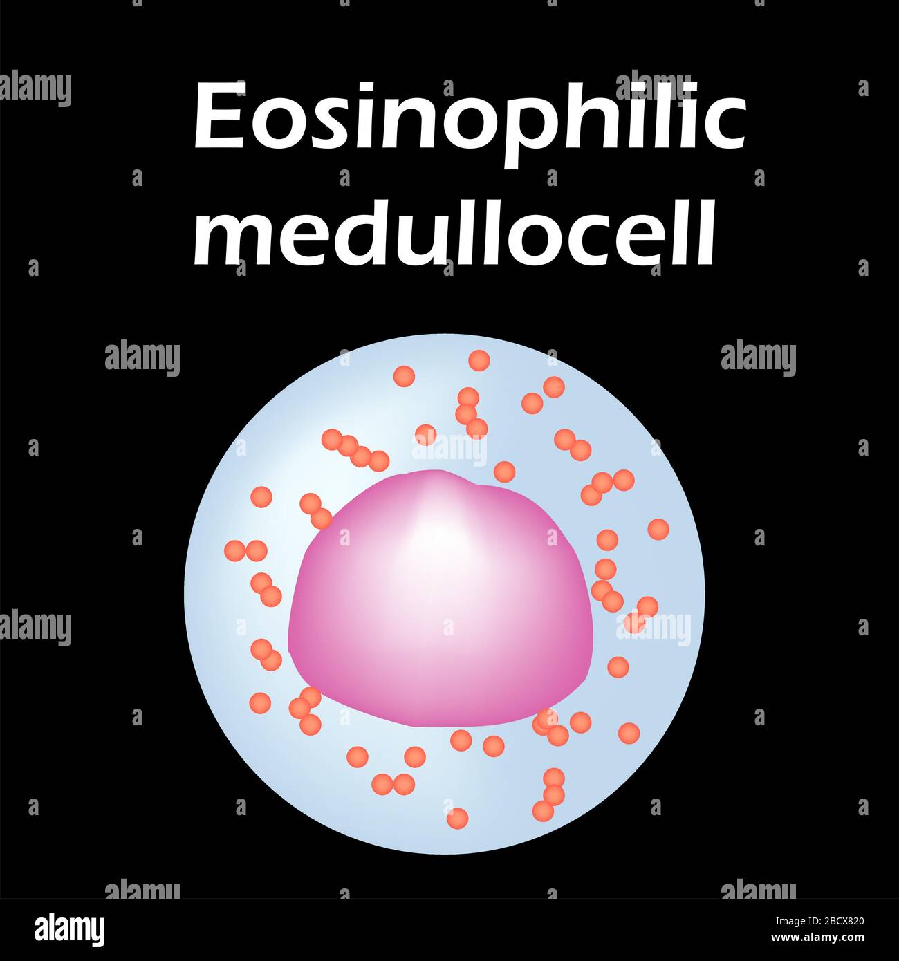 Eosinophil structure. Eosinophil blood cells. White blood cells ...