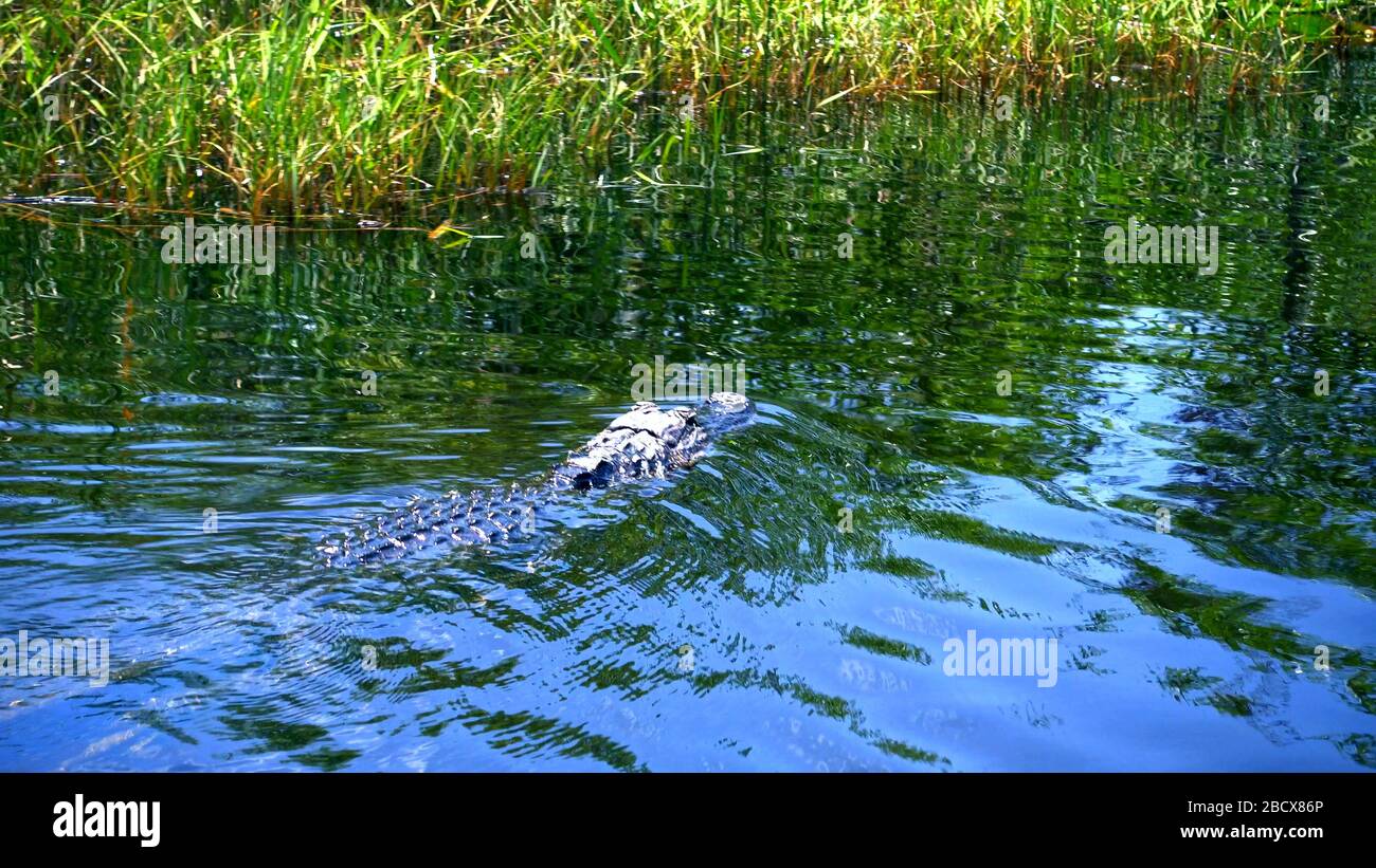 Florida Alligator Beach High Resolution Stock Photography and Images ...