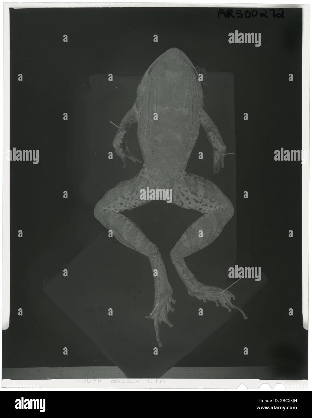 Strabomantis anomalus. 2 Oct 20181 Strabomantis anomalus Stock Photo ...