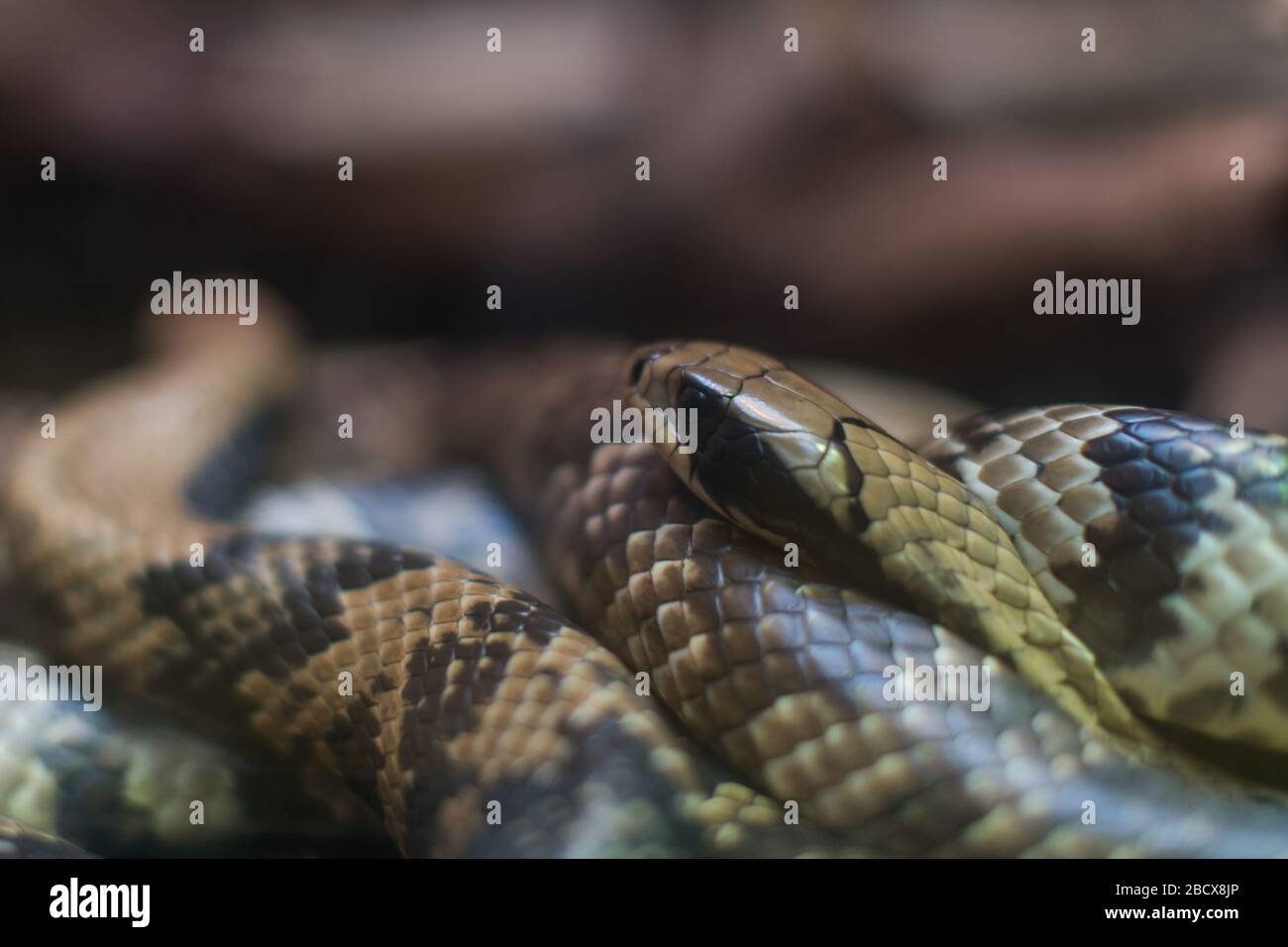 False Water Cobra. Species: gigas,Genus: Hydrodynastes,Family ...