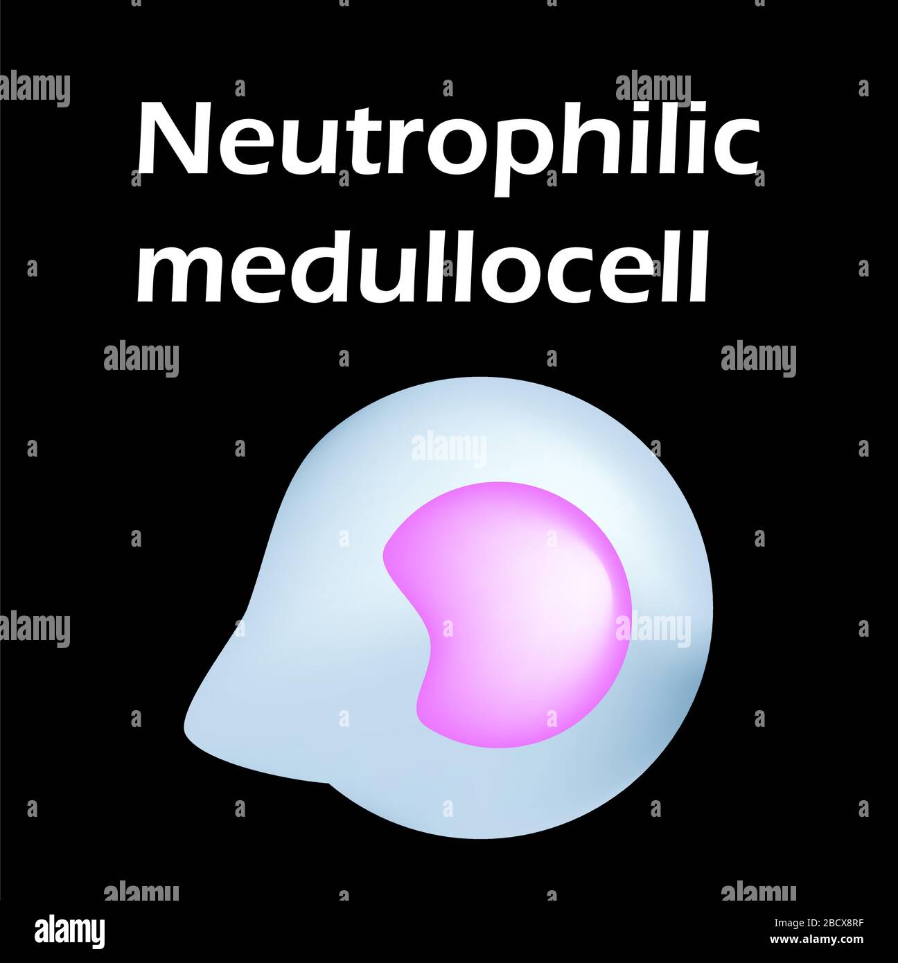 Neutrophils Diagram Simple